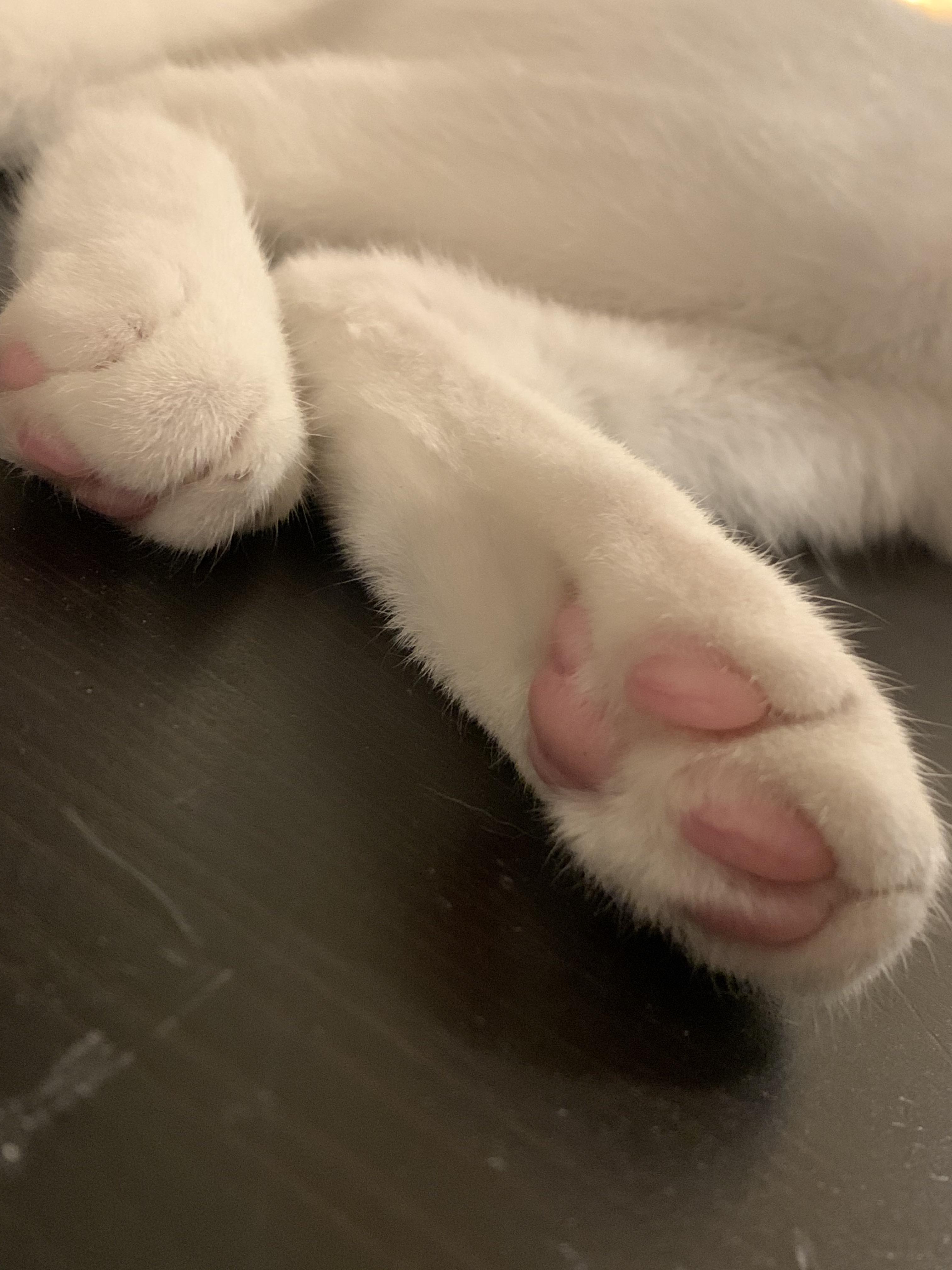 Lola beans | Scrolller