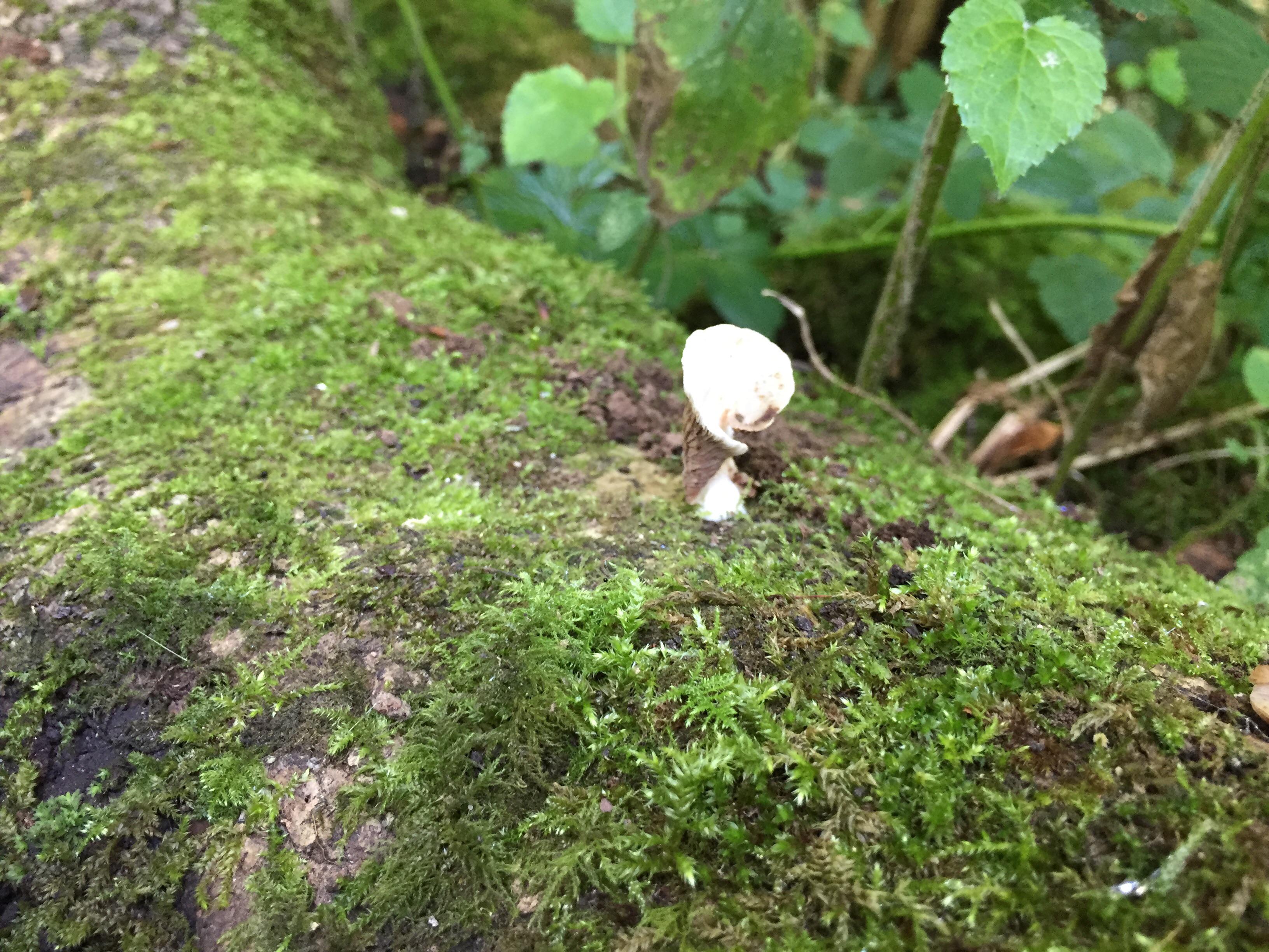 lone mushroom | Scrolller