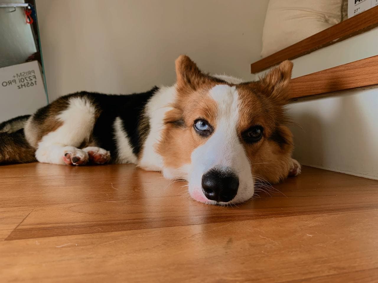 Long body... long tongue... sharp eyes... I am snek. Do follow @thirstytoto for more of me ...