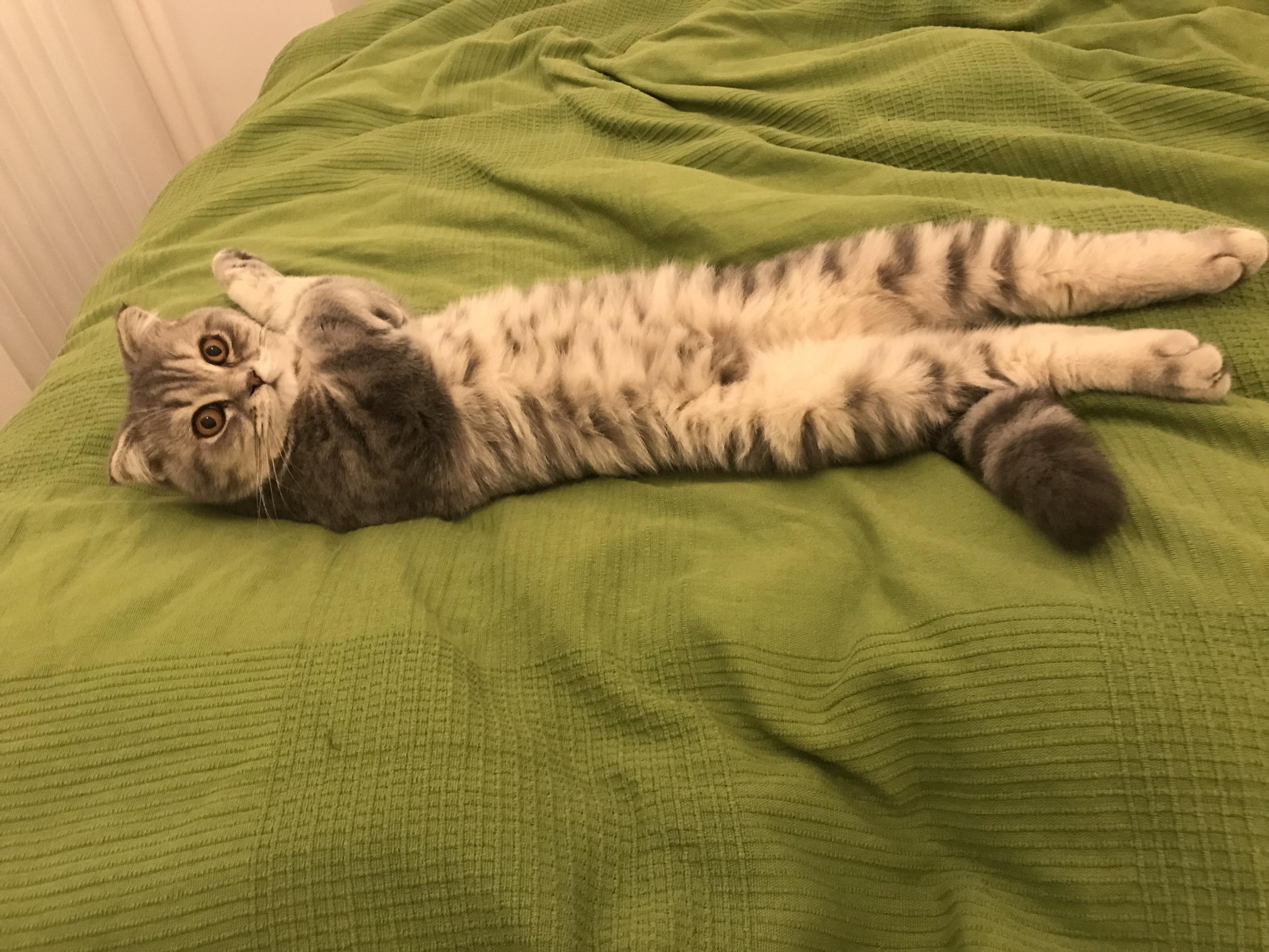 long boy | Scrolller