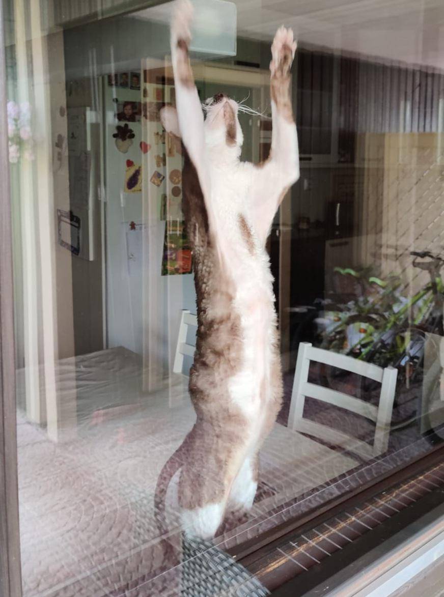 Long cat | Scrolller