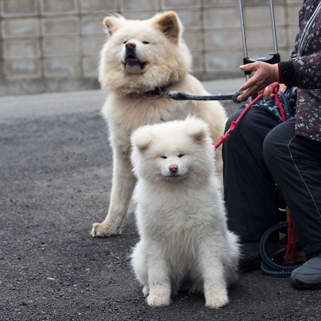 Long coat Jaoanese Akita | Scrolller