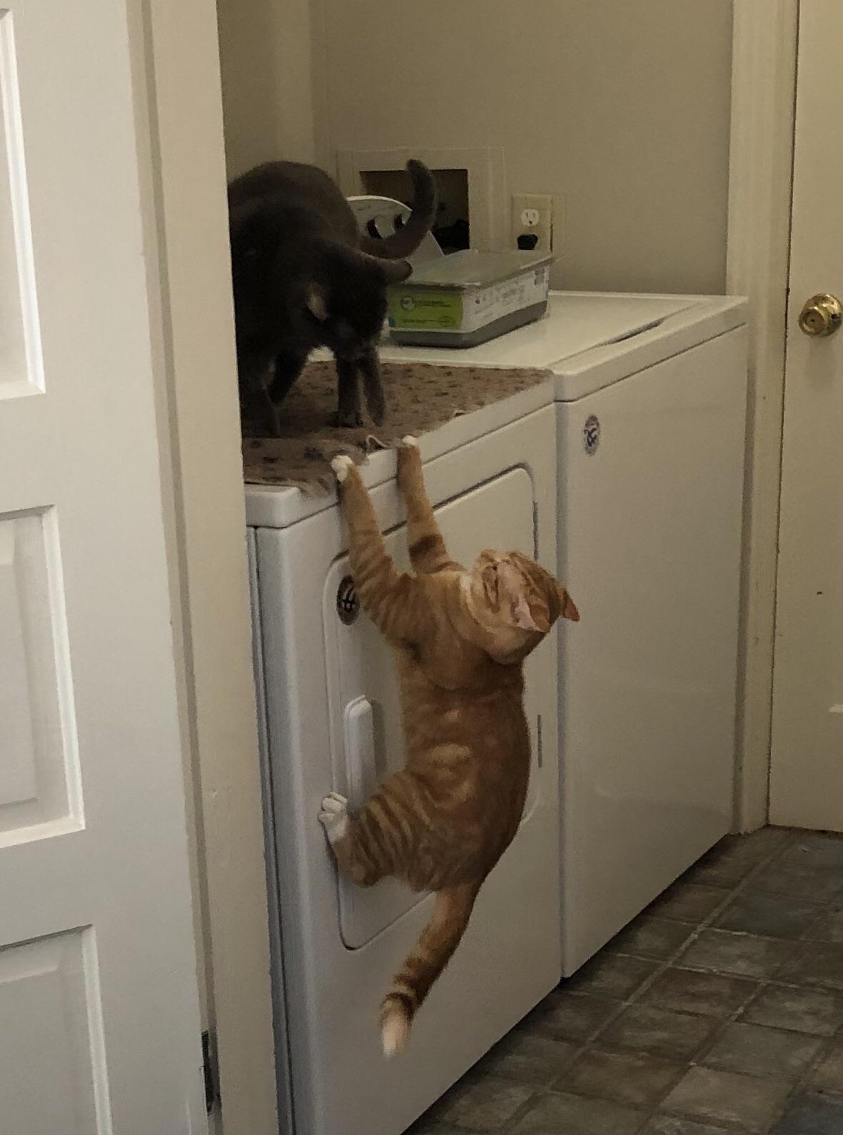 Long live the king . . . | Scrolller