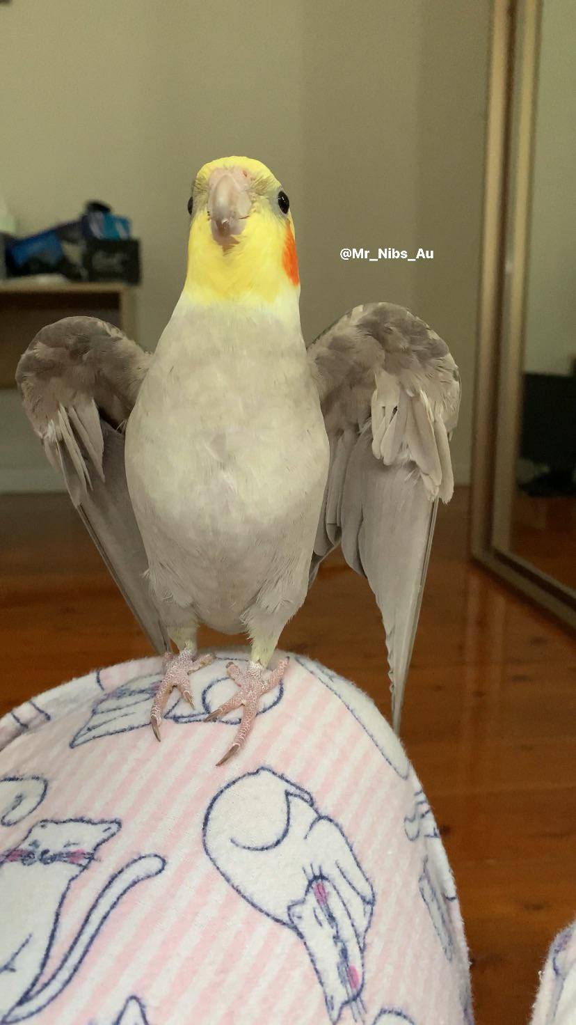 Look at my wings!! | Scrolller