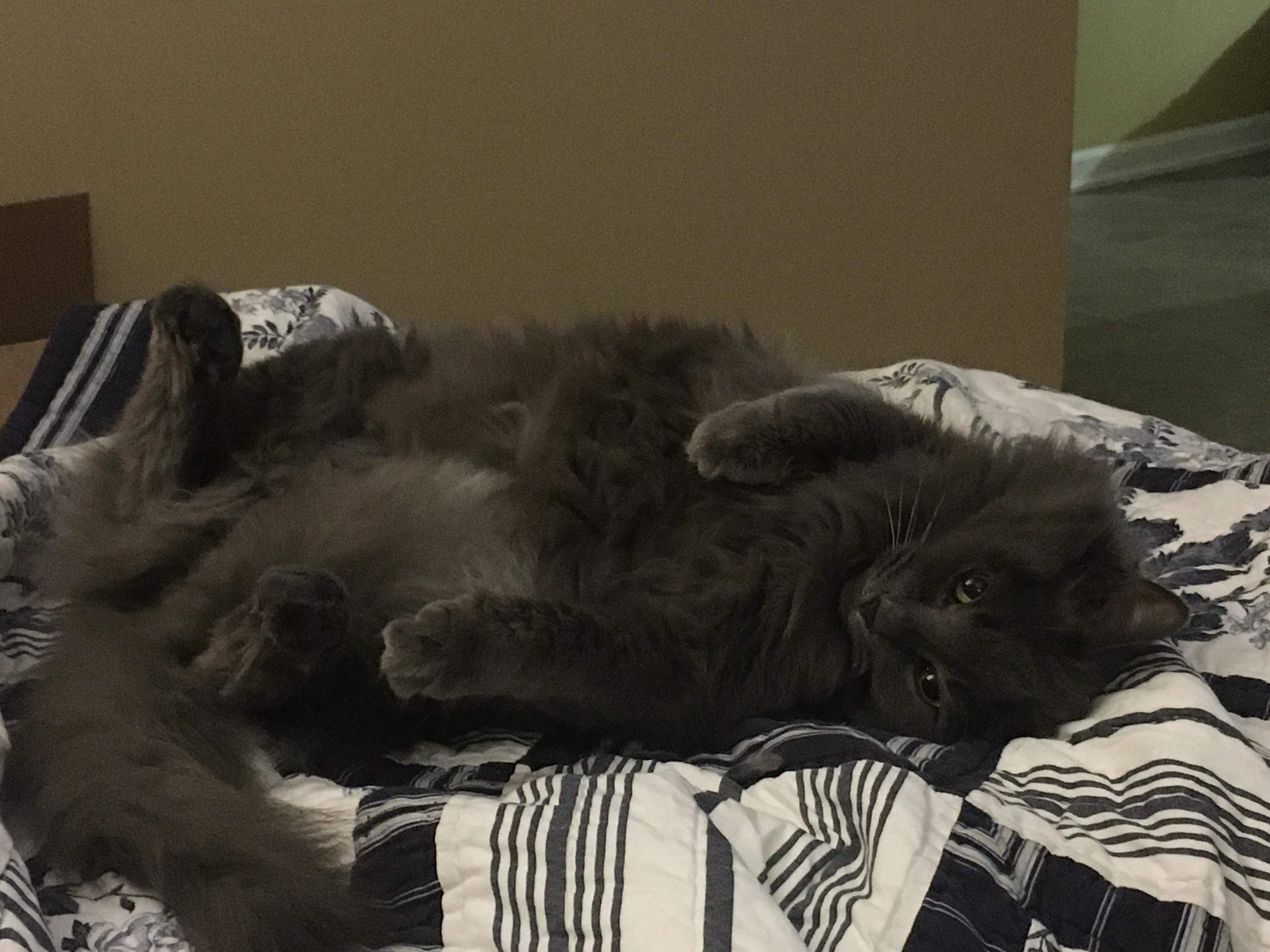 Look at that fluffy belly. | Scrolller