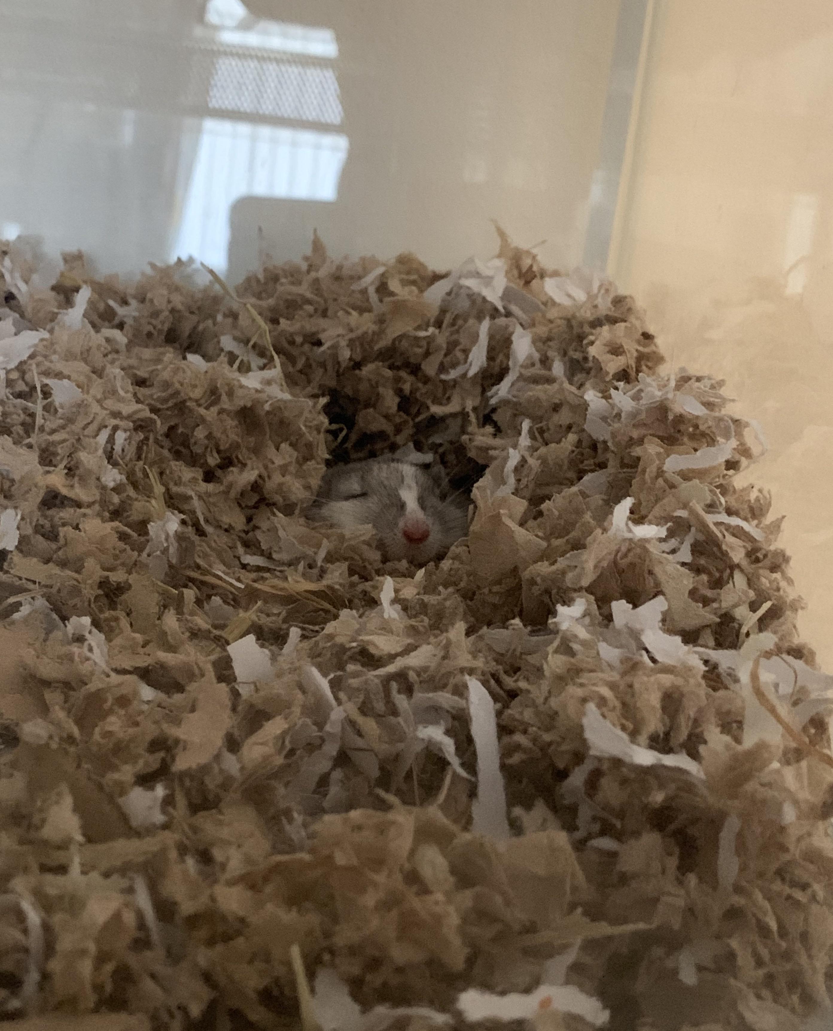 Look at that sleepy nose 😍 | Scrolller