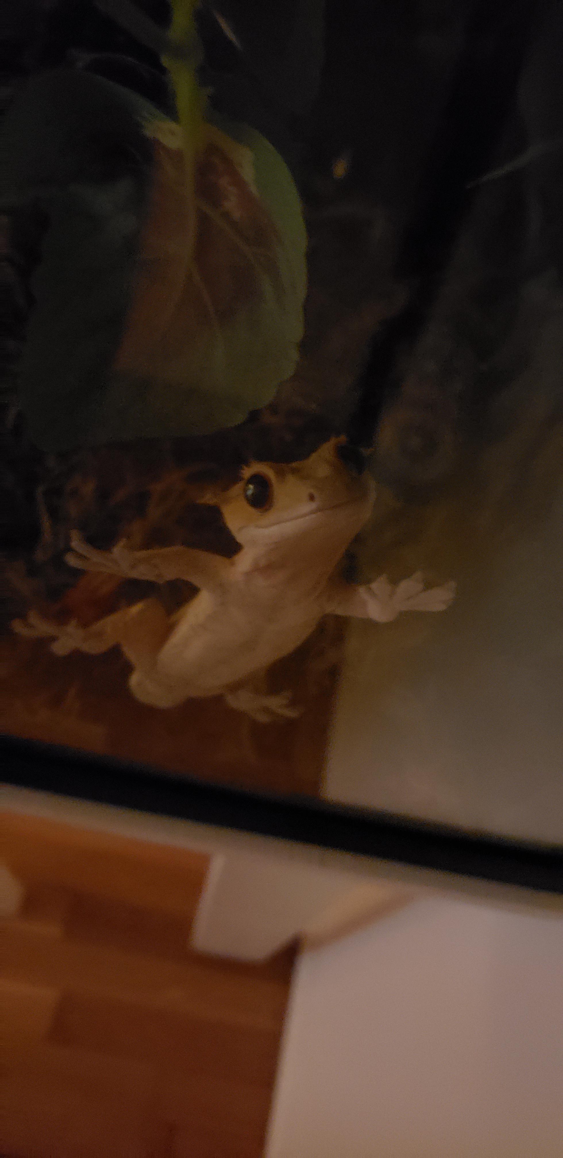 Look at this happy little Geck Boy 🥰 | Scrolller