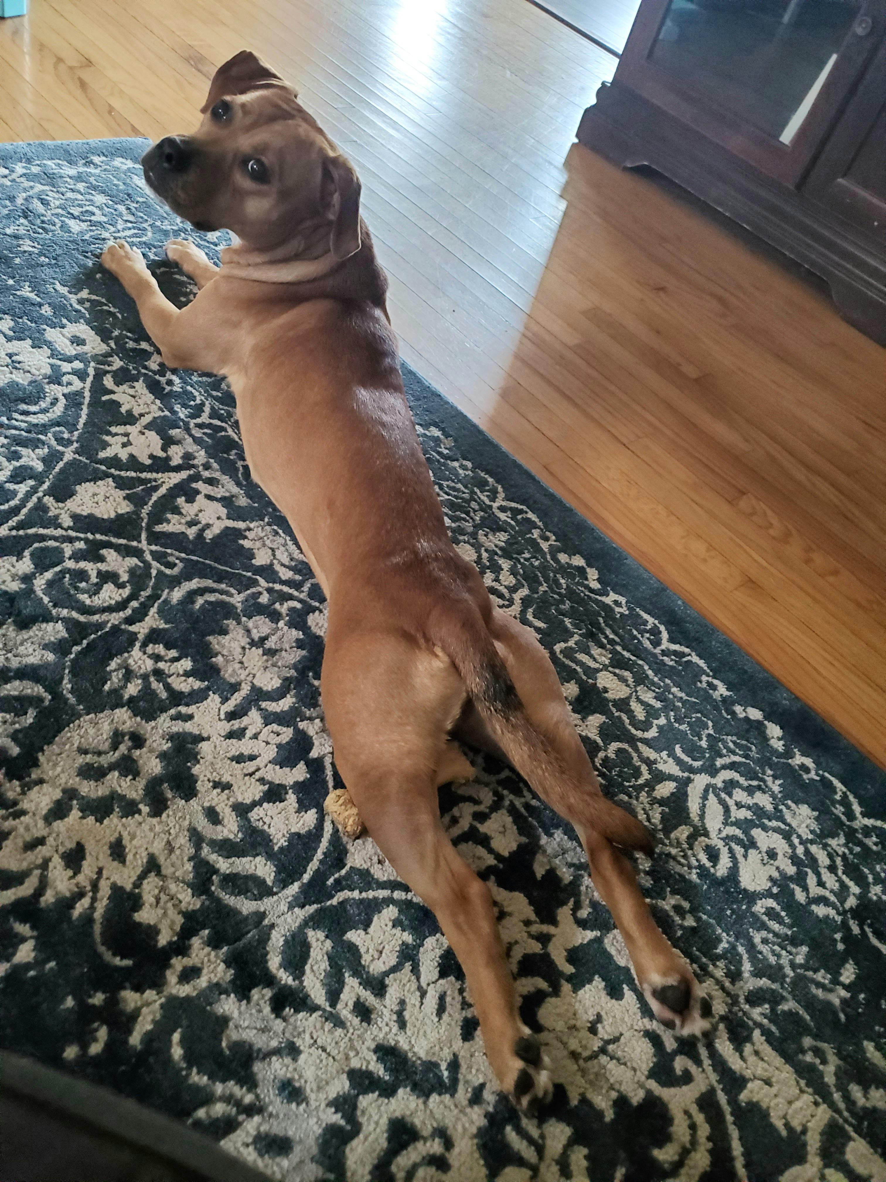 Look back at it sploot. | Scrolller