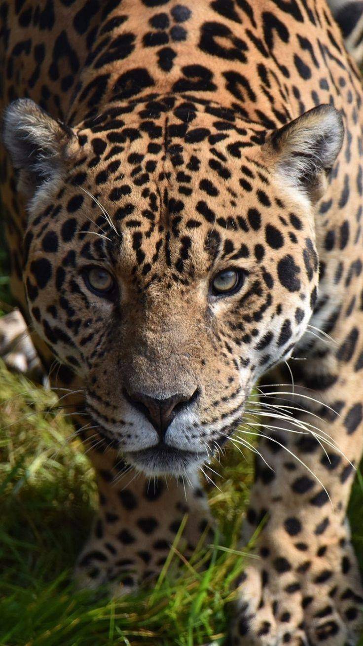 Look so harmless but aggressive | Scrolller