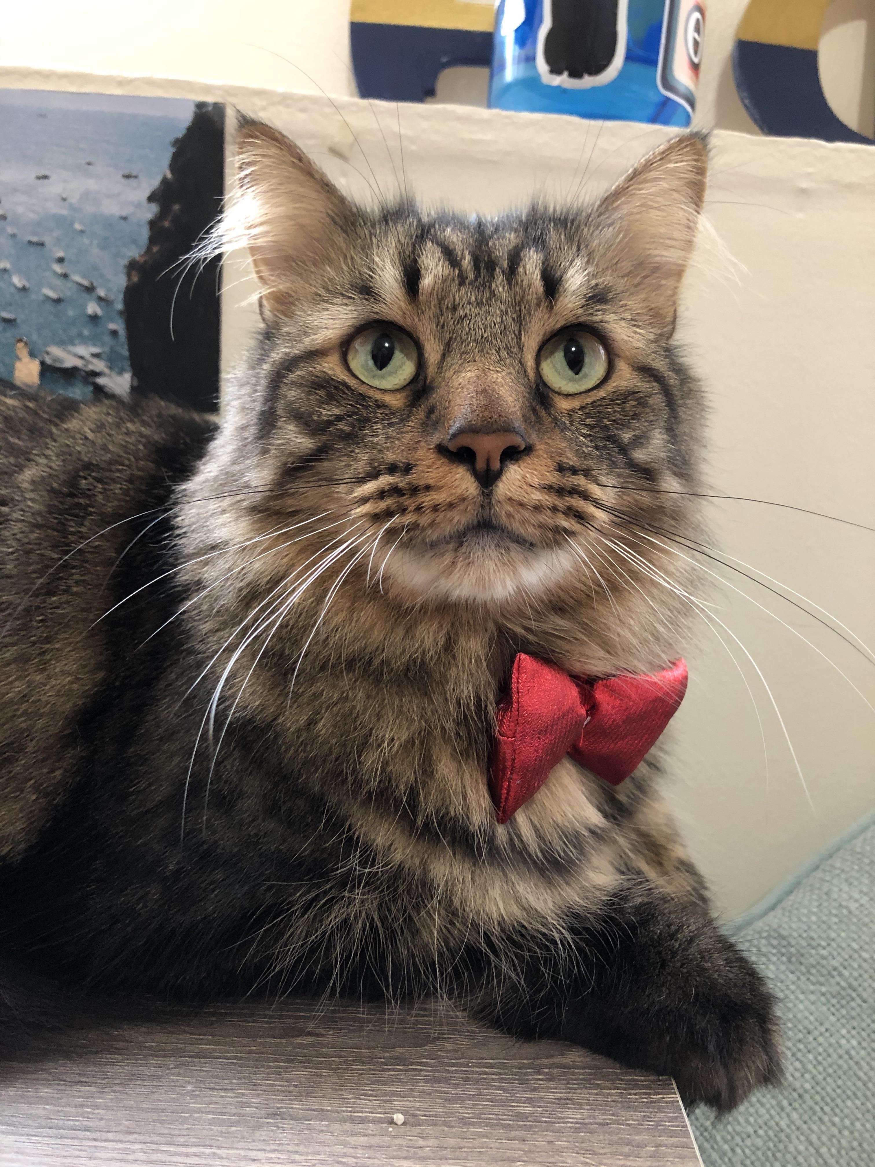 looking dapper | Scrolller