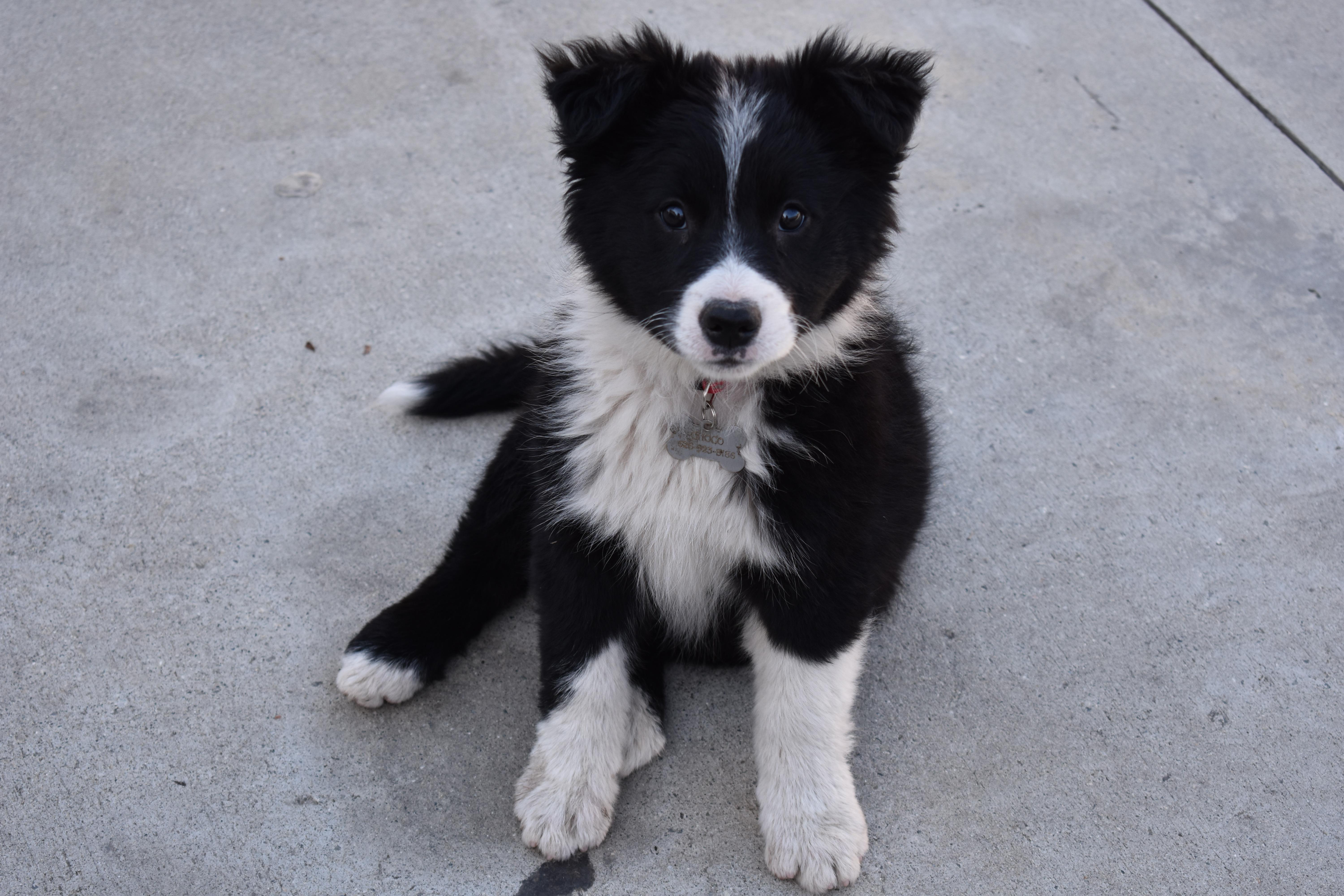 Looks just like a little teddy bear😭 ️ 🧸 | Scrolller