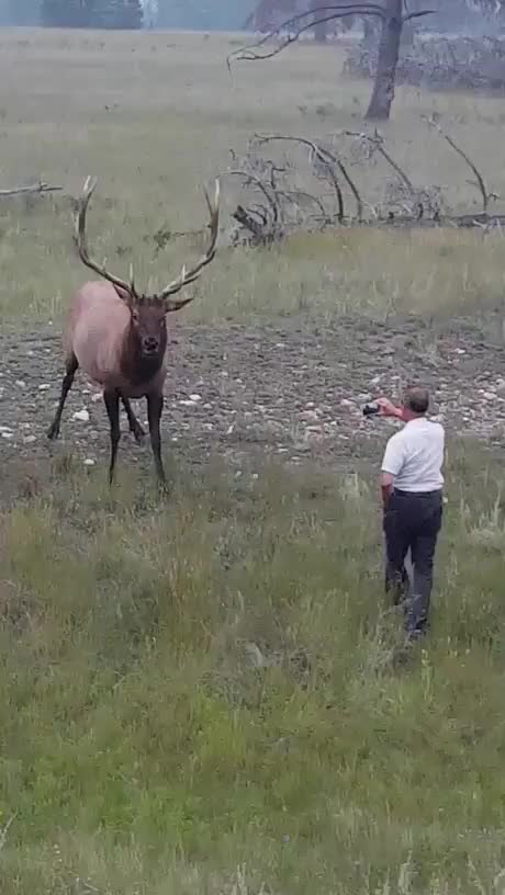 Looks like a close encounter in Yellowstone | Scrolller