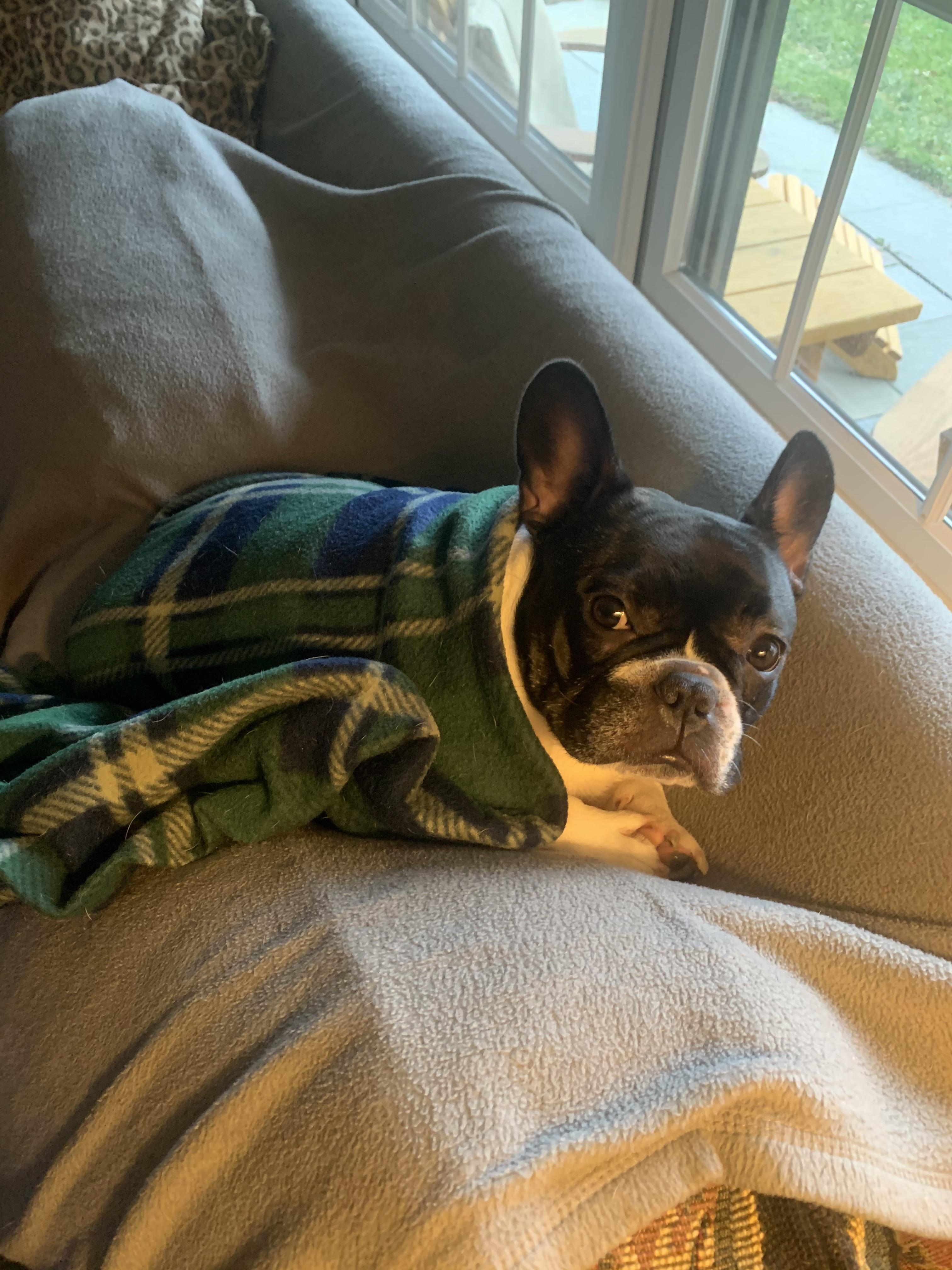 Best Frenchie Insta @louie_is_king_ | Scrolller