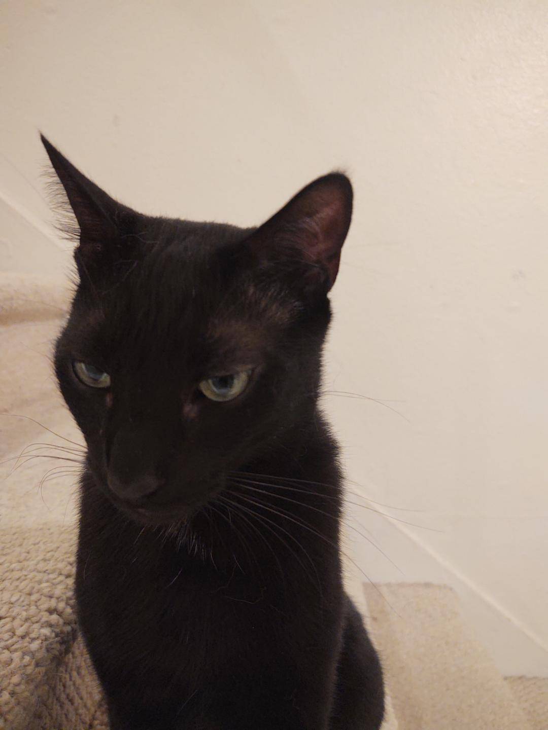 Lord Beerus says give me my pony tail palm leaf back.... | Scrolller