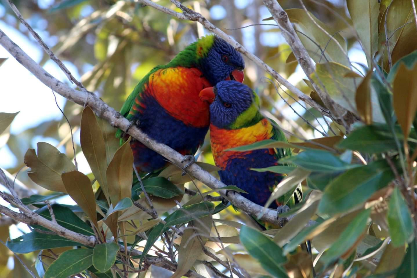 Lorikeets captured grooming each other. Taken Brisbane, Australia. | Scrolller
