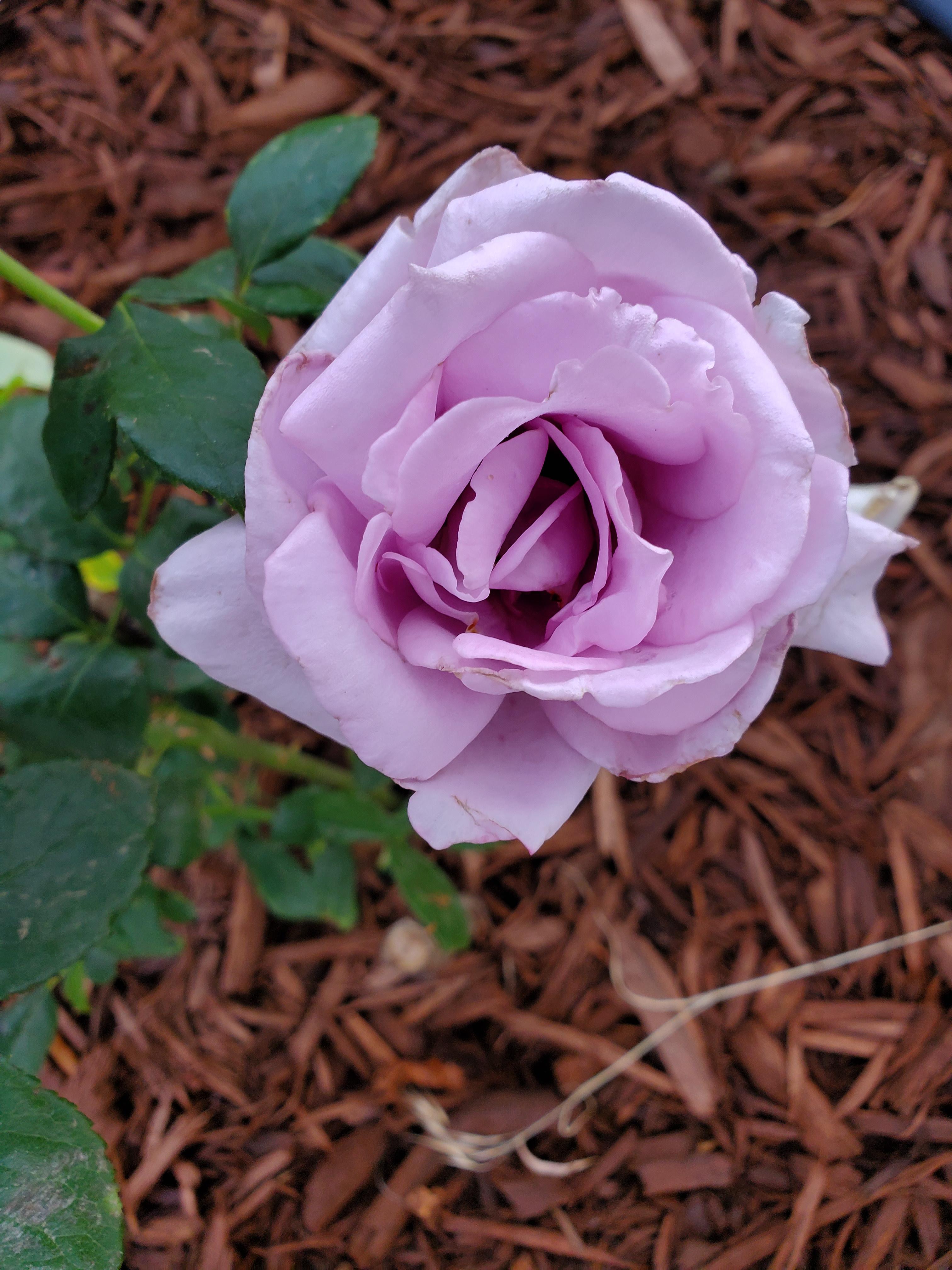 Lost a lot of my new roses to the heat, but here's one of my gorgeous survivors, Blue Girl ...