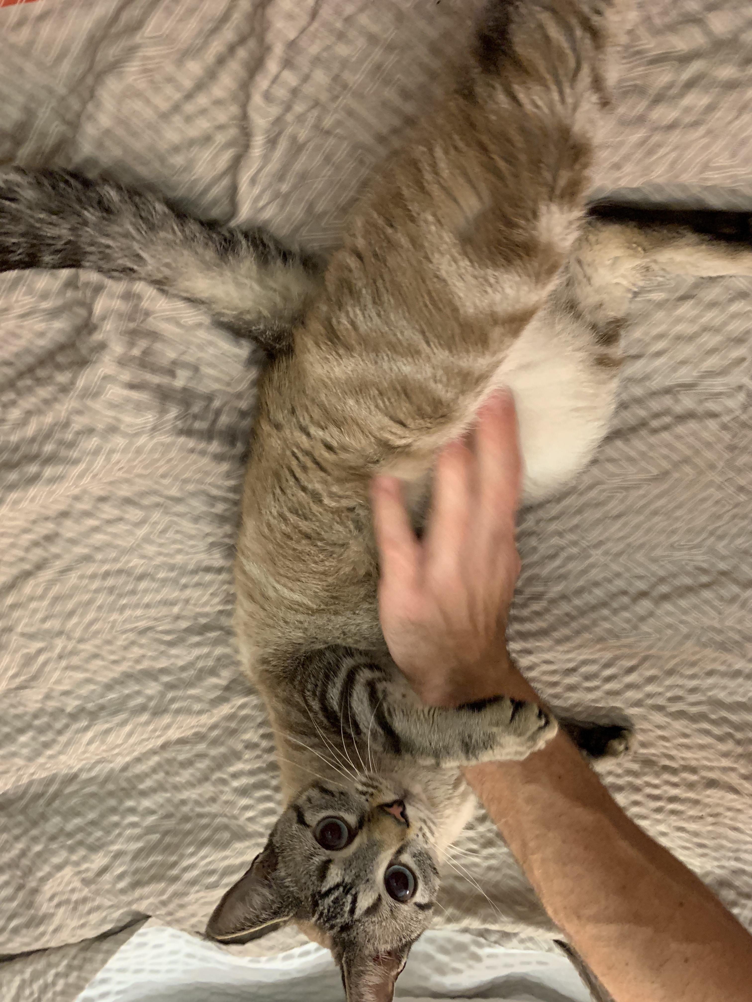 Lost Cat | Scrolller