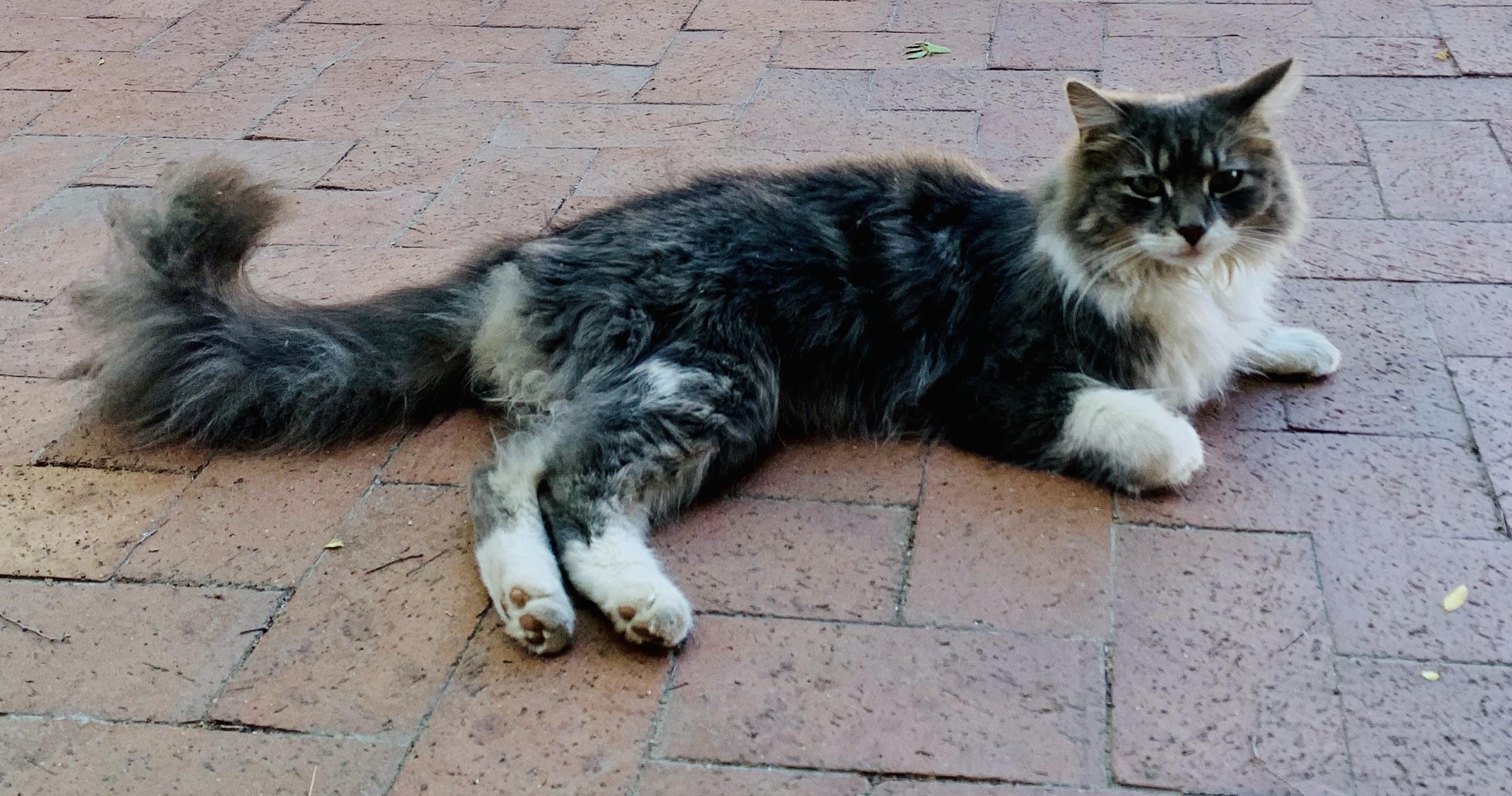 Lost Cat - Grey Tabby - Reward | Scrolller