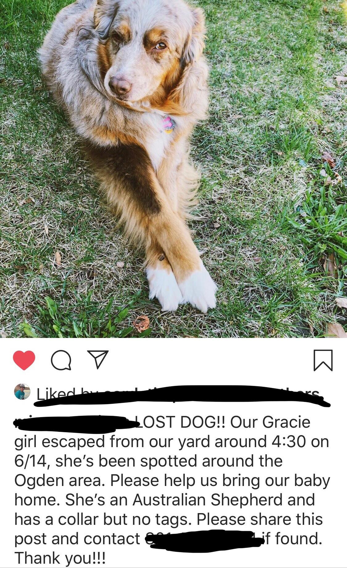 Lost dog | Scrolller