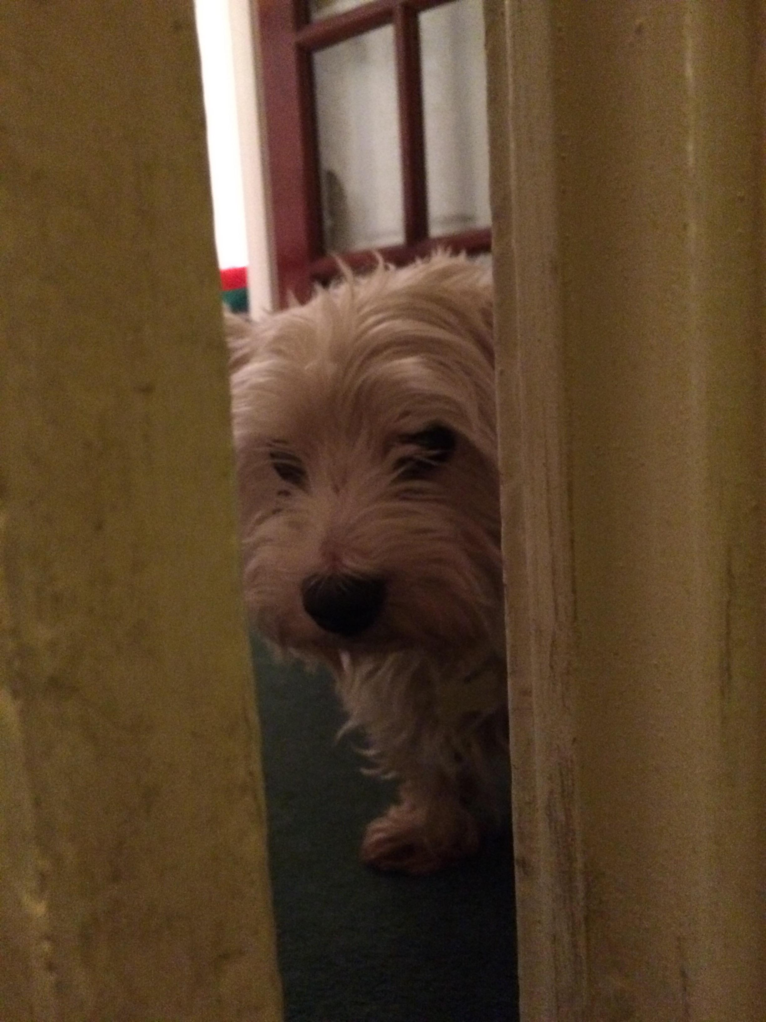 Lost my little peeper yesterday, I will always remember his sneaky ways | Scrolller