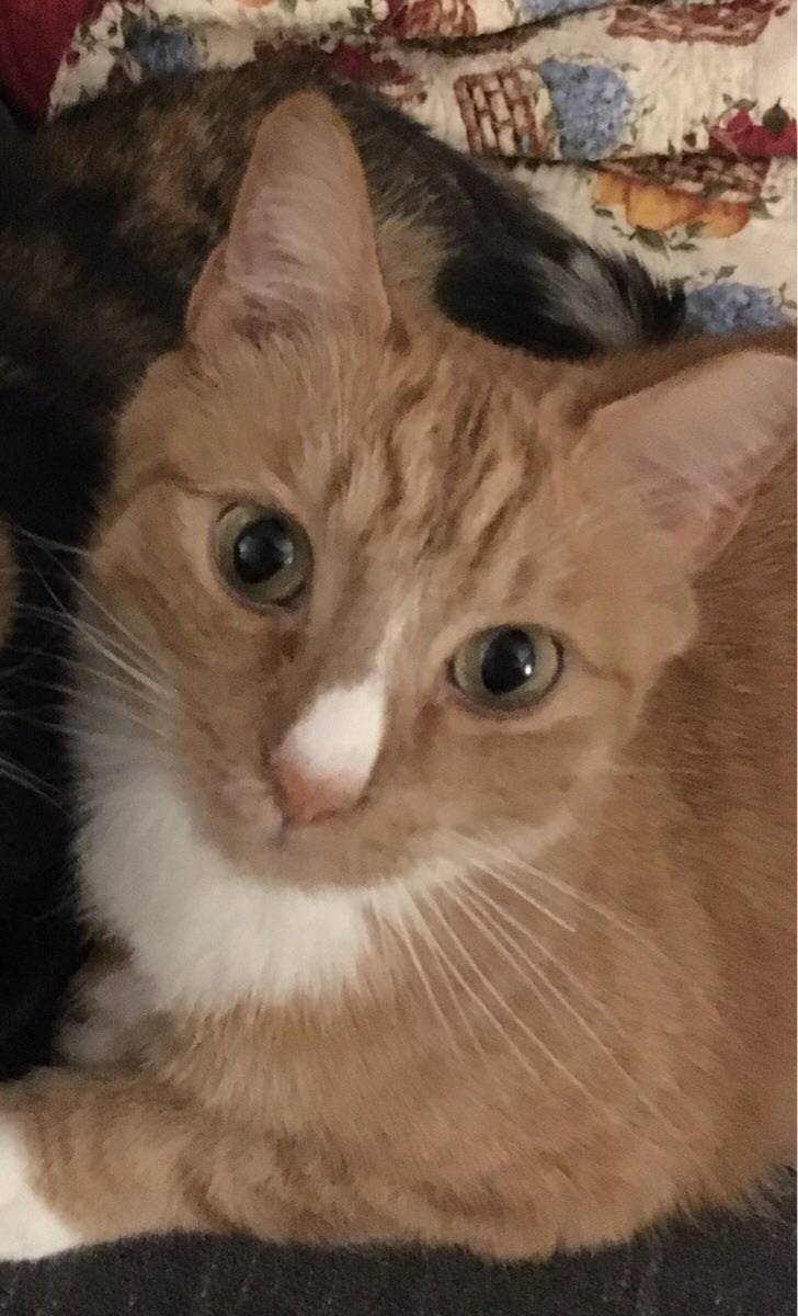 Lost my orange tabby Finn in South Durham | Scrolller