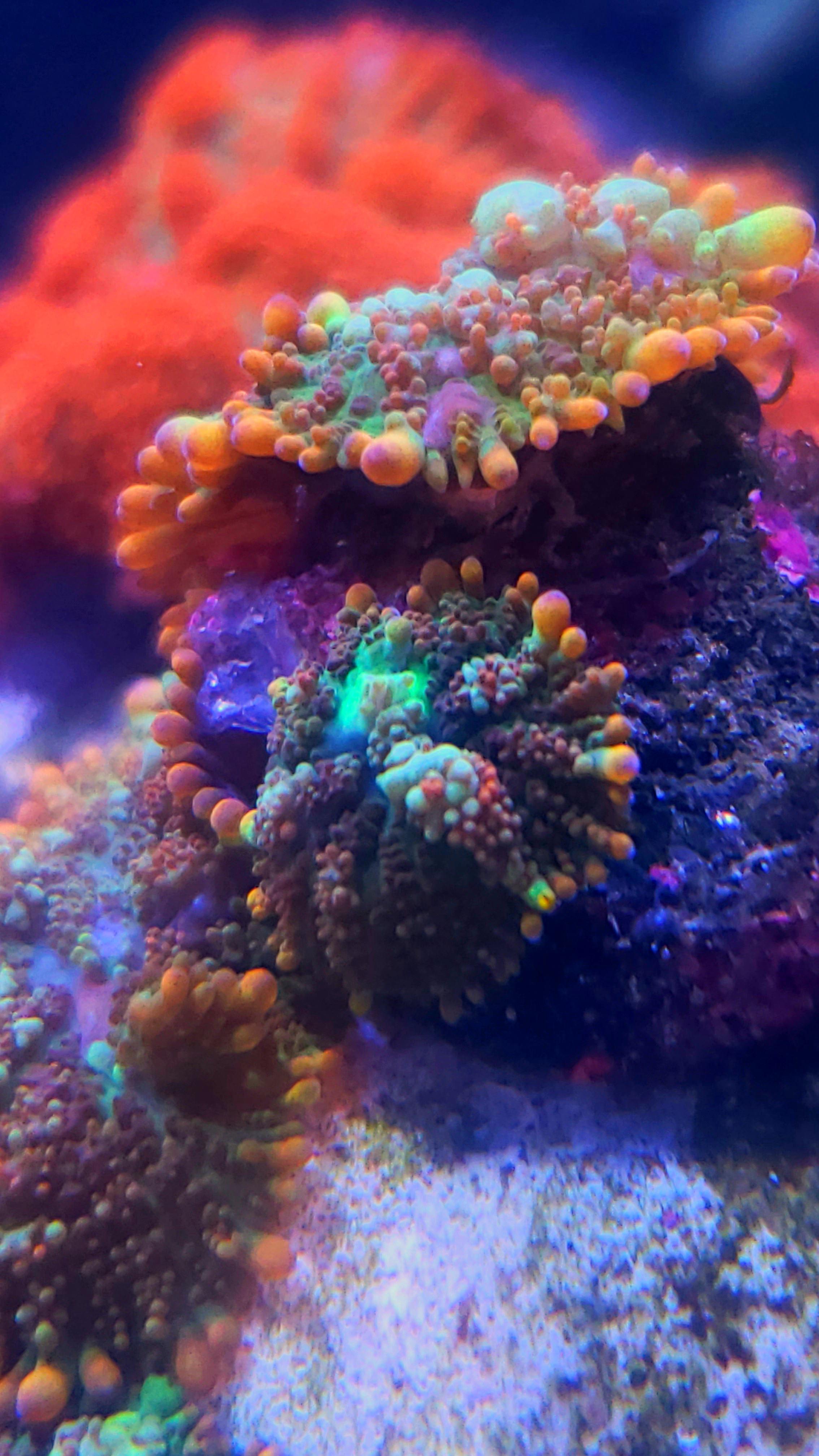 Lots of color in these shrooms | Scrolller