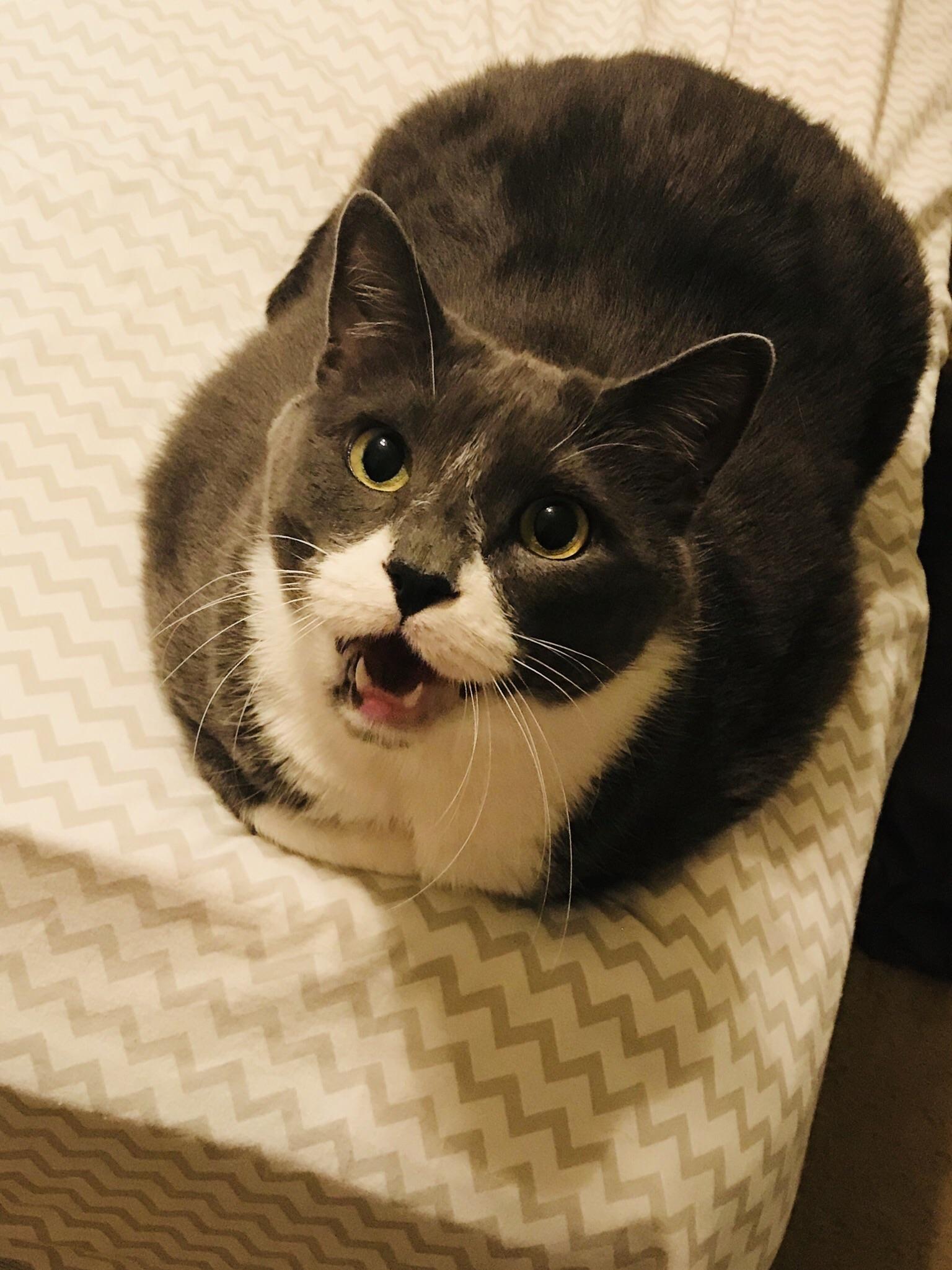 Loud Loaf | Scrolller