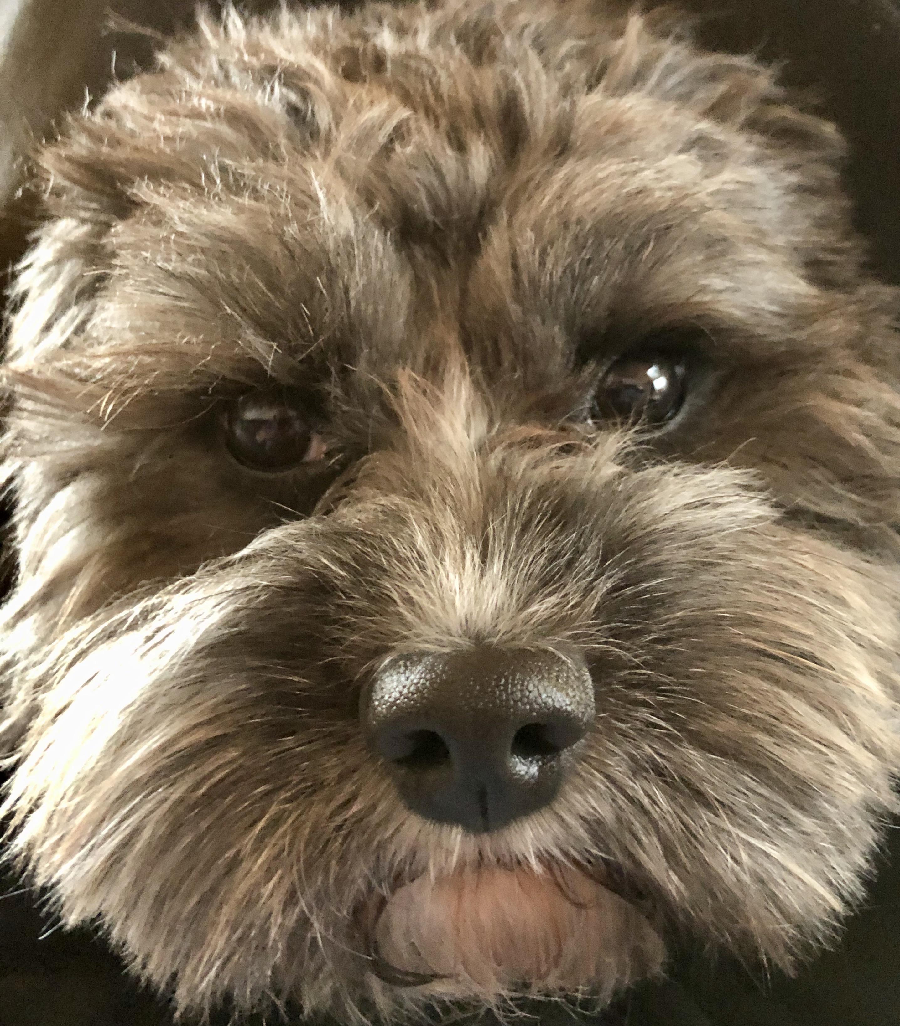 Louie the #cavapoo | Scrolller