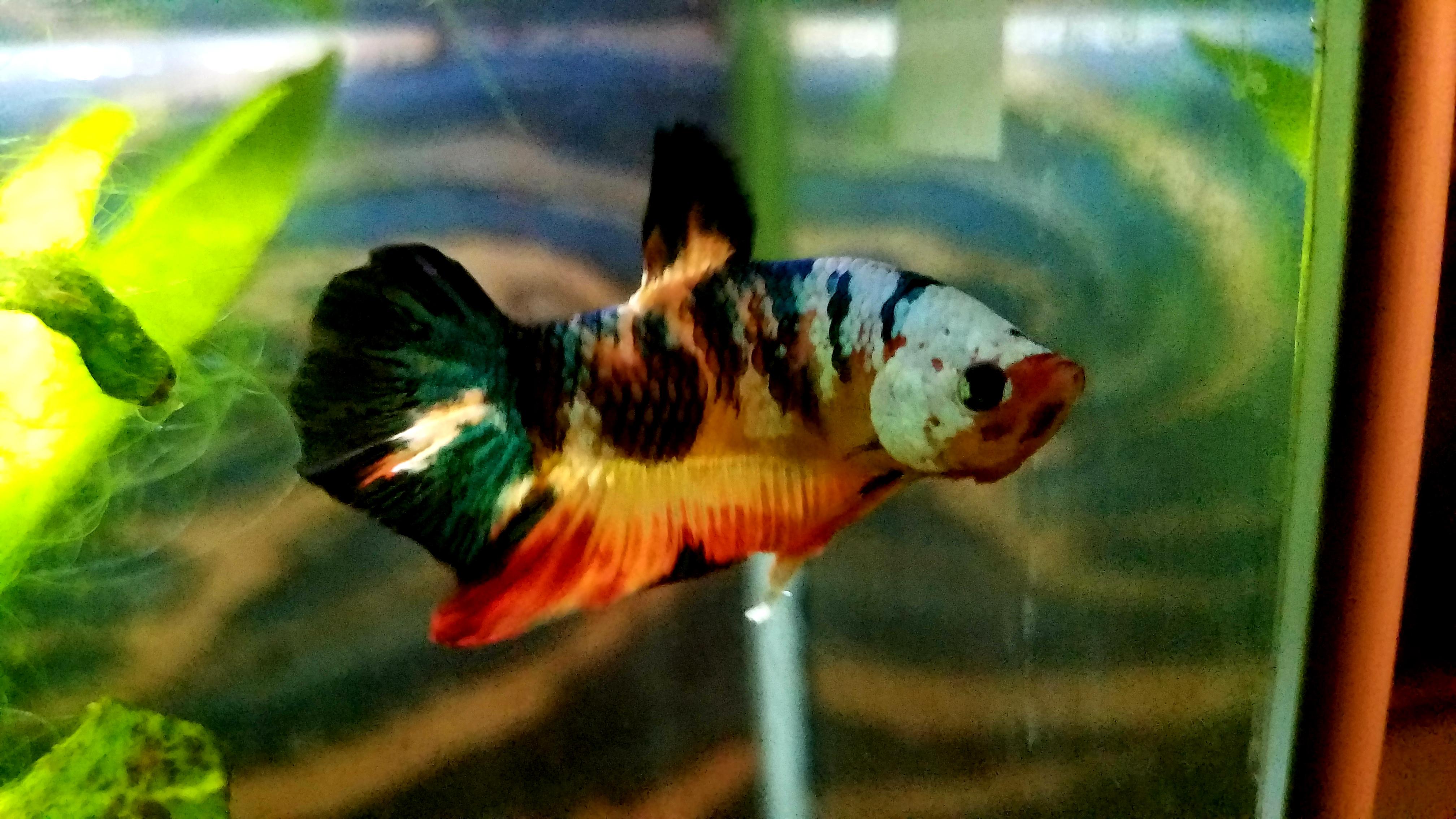 Love my new betta | Scrolller