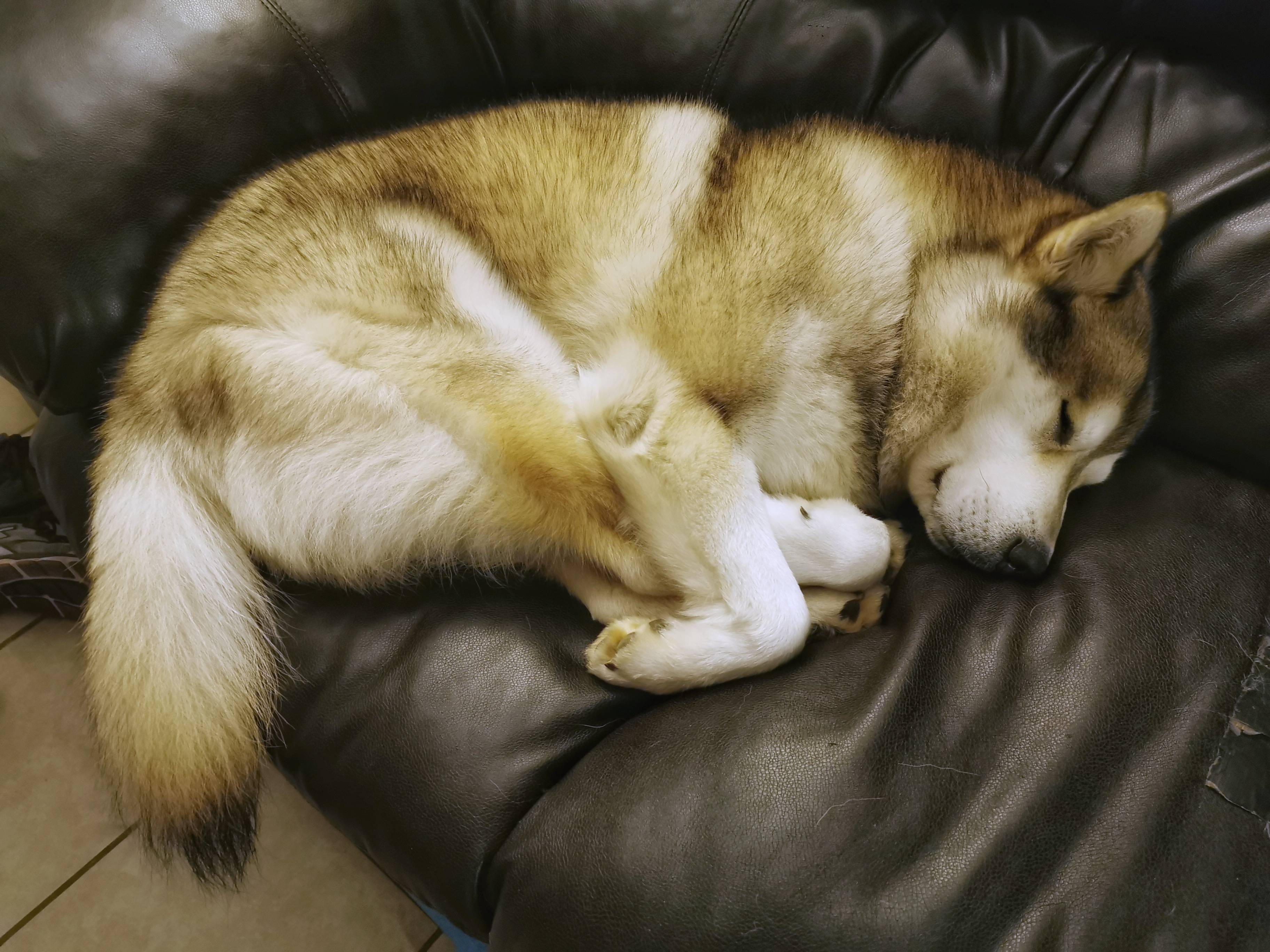 Love the way Mako holds his back legs while napping | Scrolller