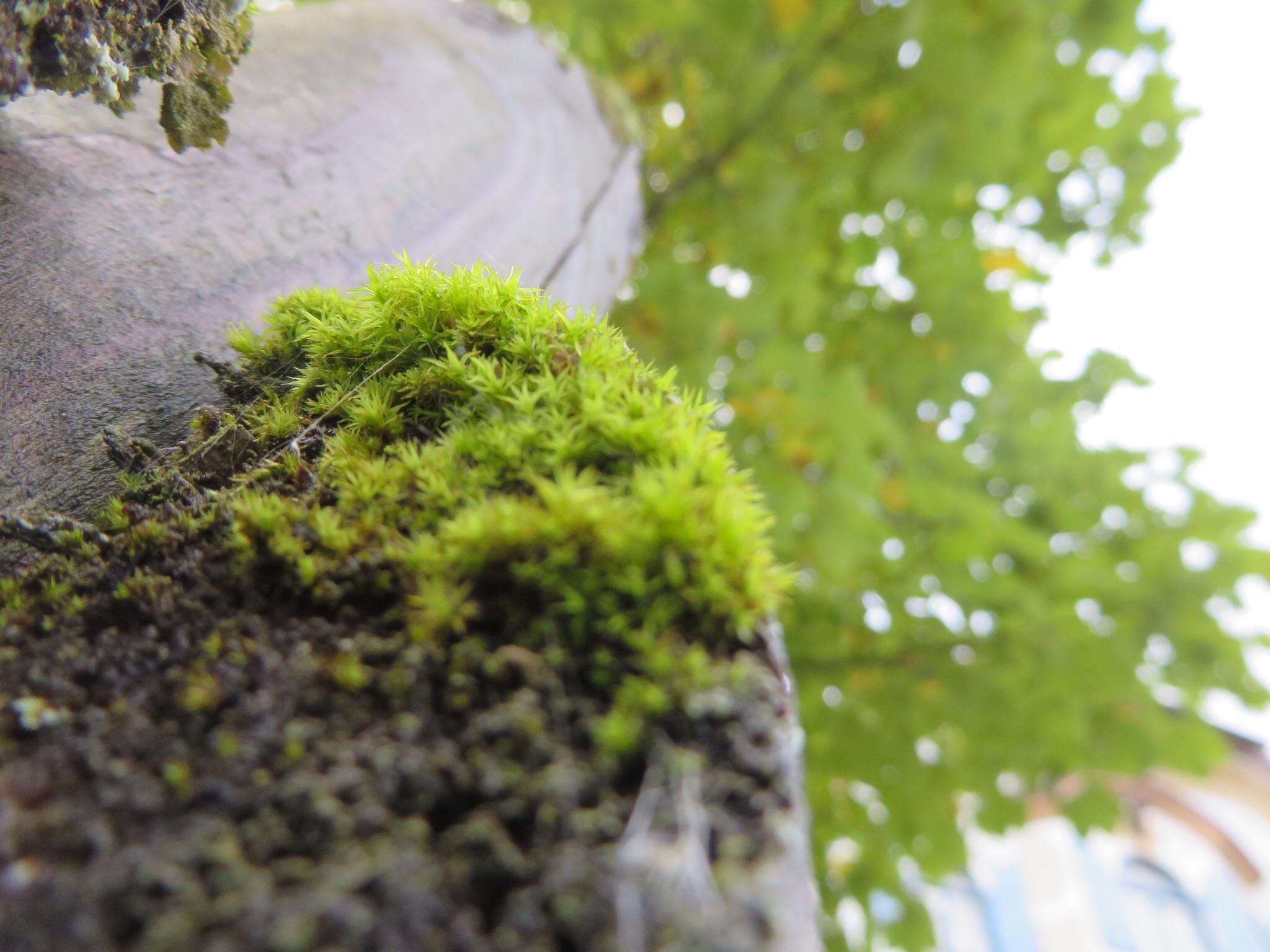 Love this moss in Germany | Scrolller