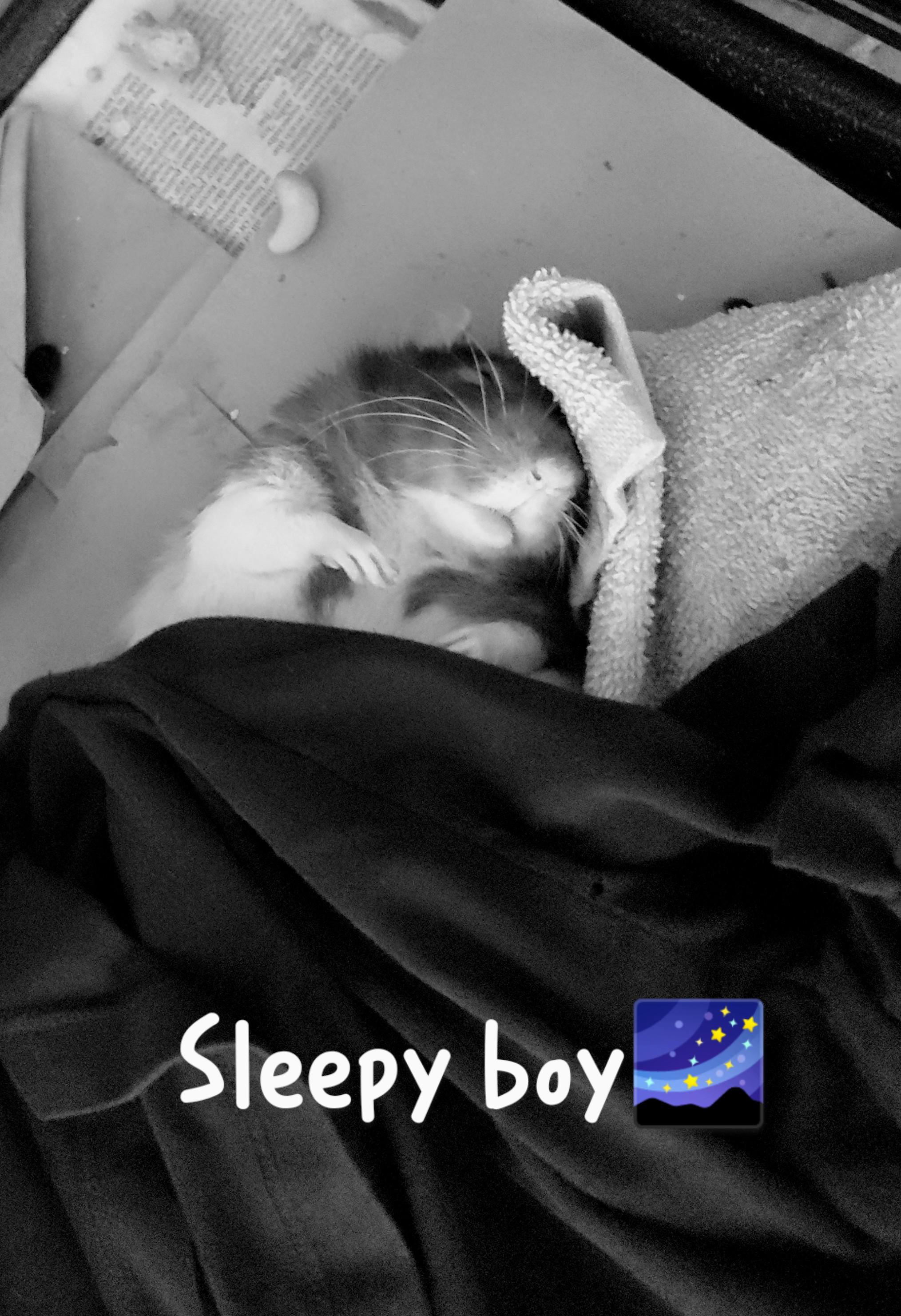 Love when he lets me tuck him in! | Scrolller