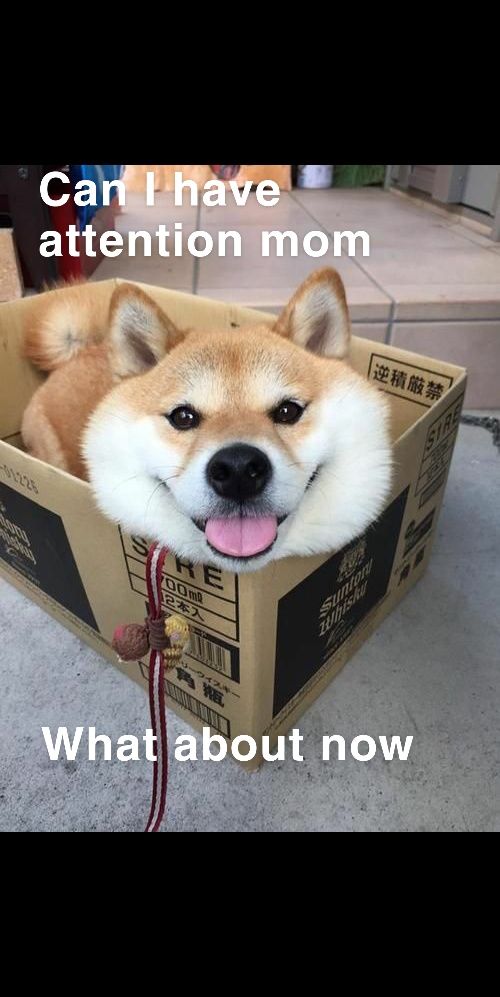 Lovely doggo | Scrolller