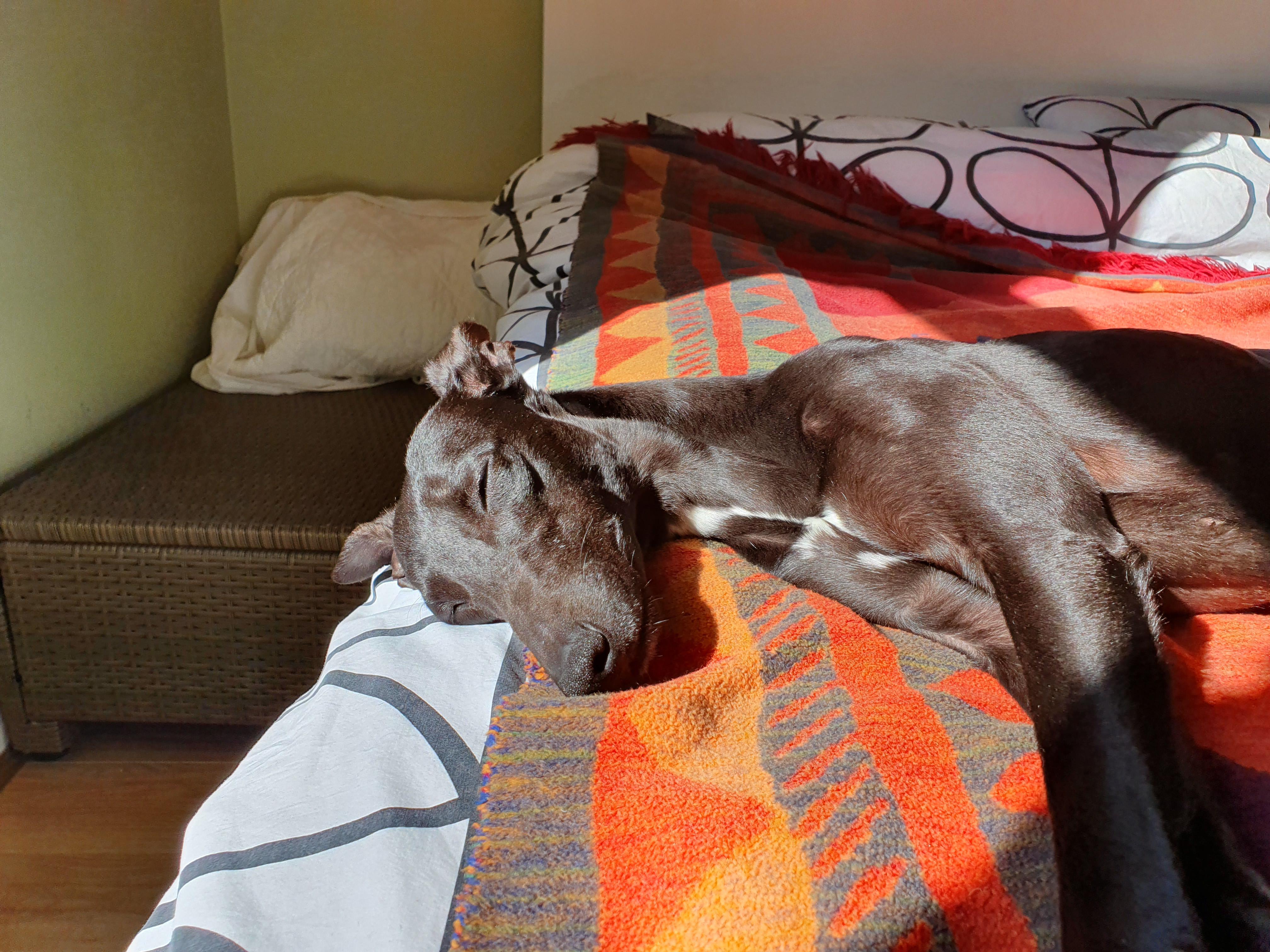 Lovely Lady unfazed by isolation | Scrolller