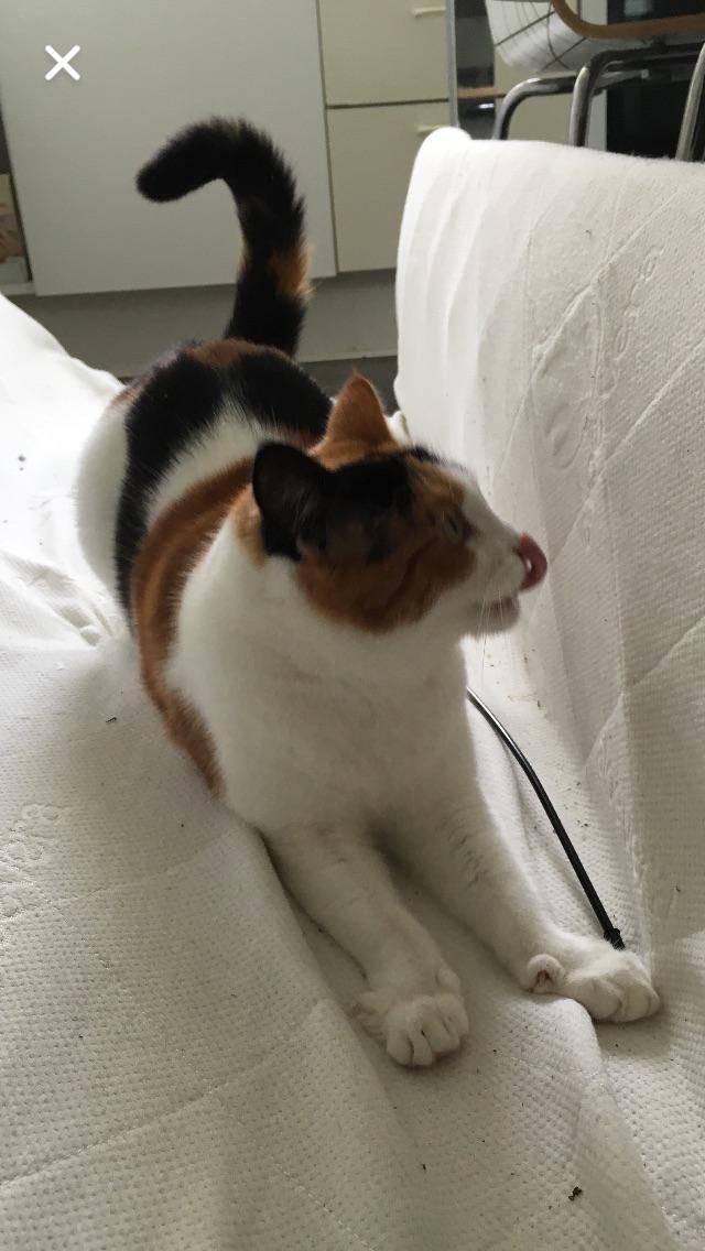 Low quality picture, high quality mlem. | Scrolller