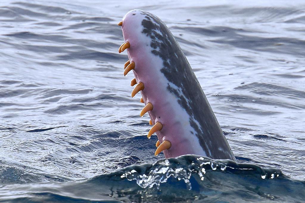 🔥🔥🔥 Lower jaw of a Sperm whale by Pierre Jaquet | Scrolller