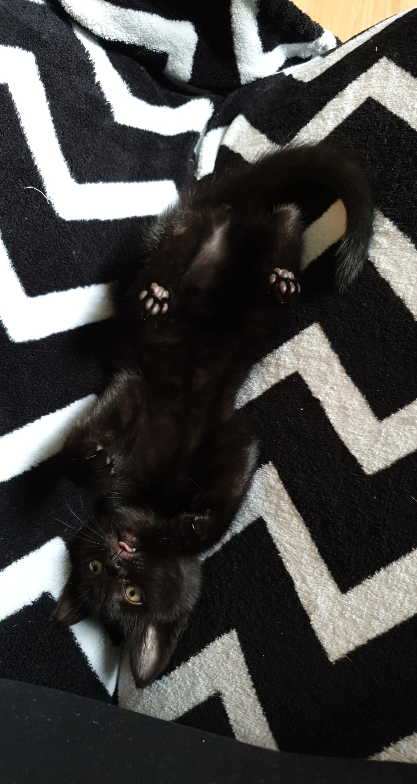 Luci showing off her kitten toe beans | Scrolller