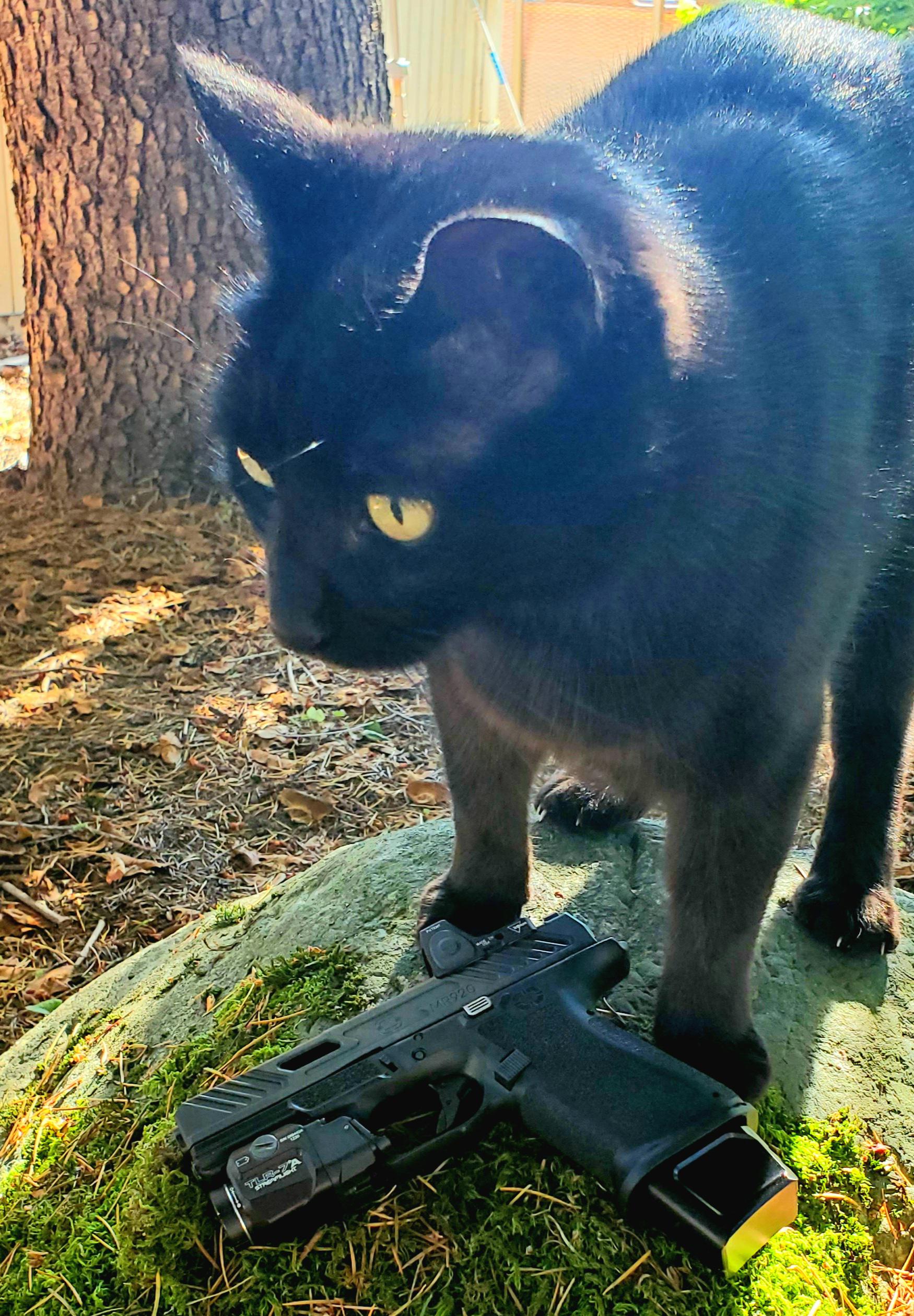 Lucipurr is pretty blown away by the new RMR | Scrolller