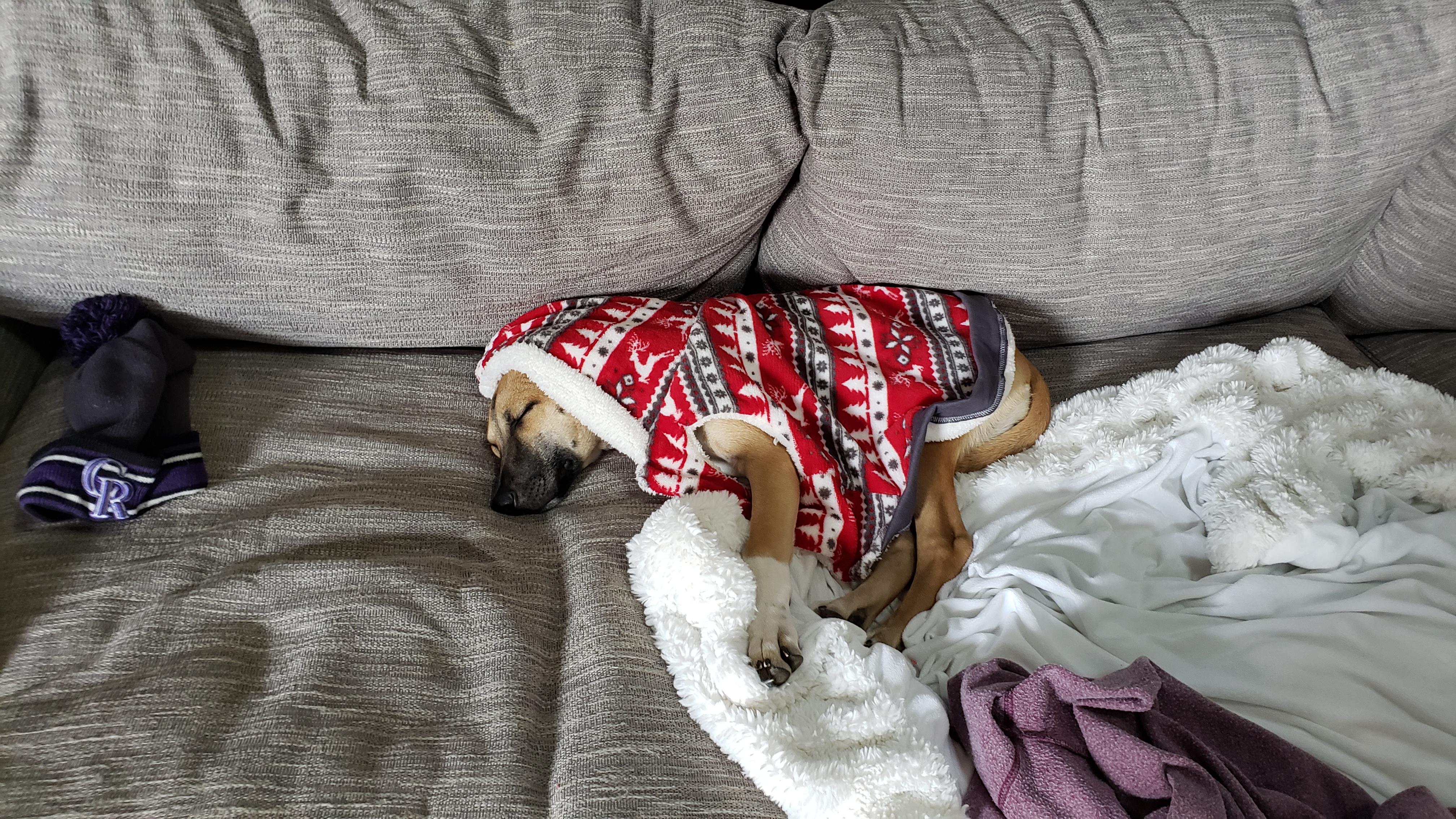 Lucy loves her new coat! | Scrolller