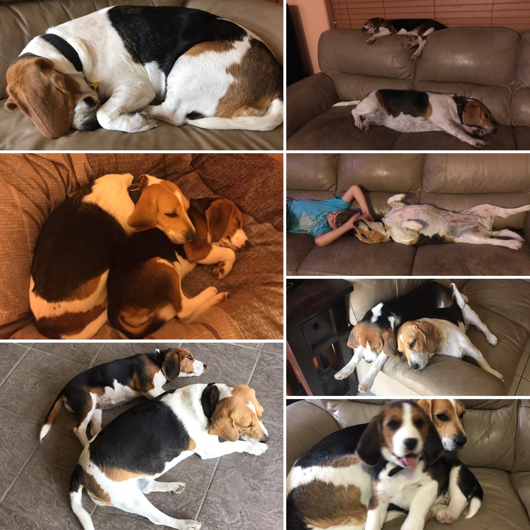 Lucy loves her new little sister Molly. Beagles are best. | Scrolller