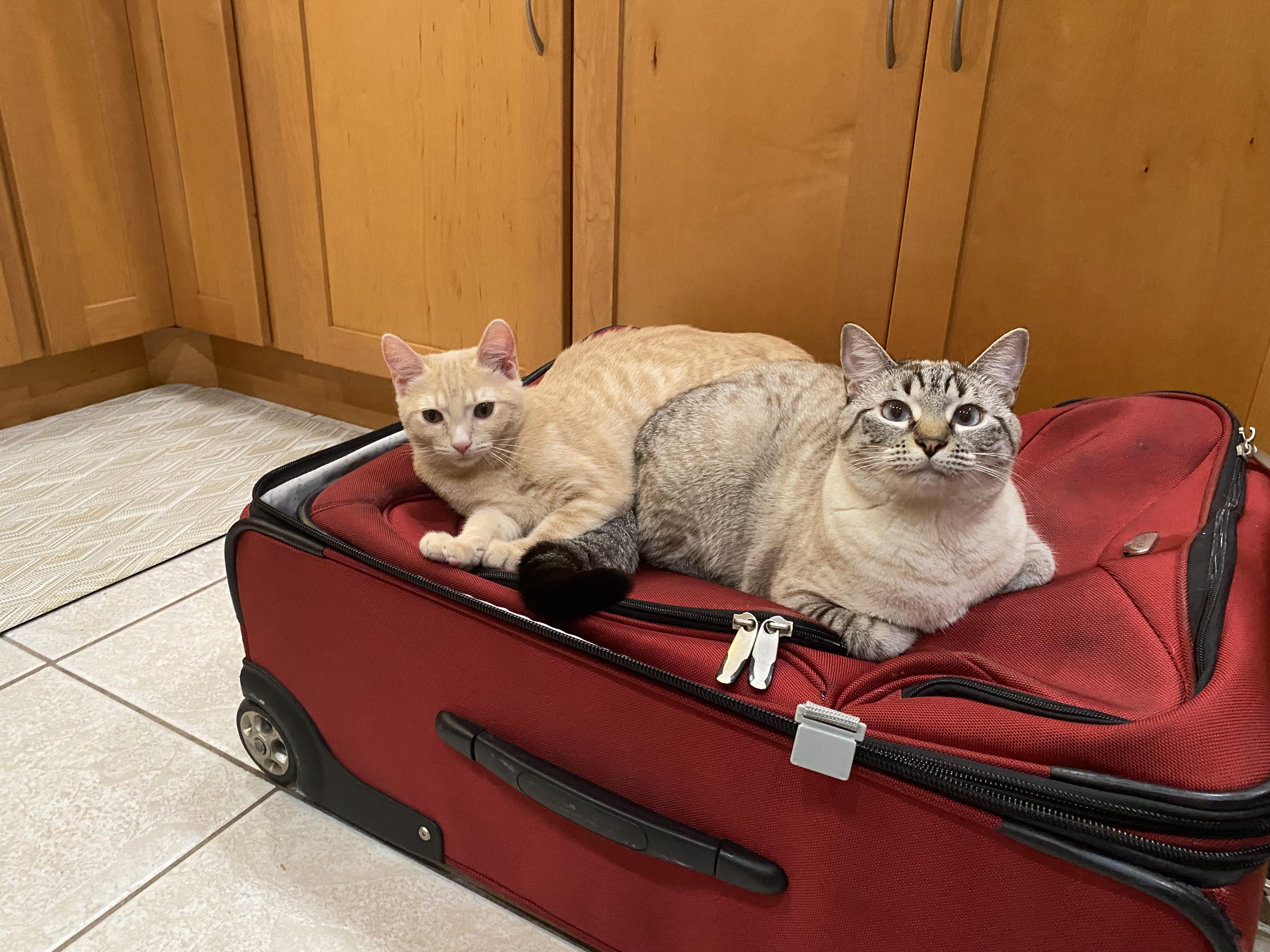 Luggage cat | Scrolller