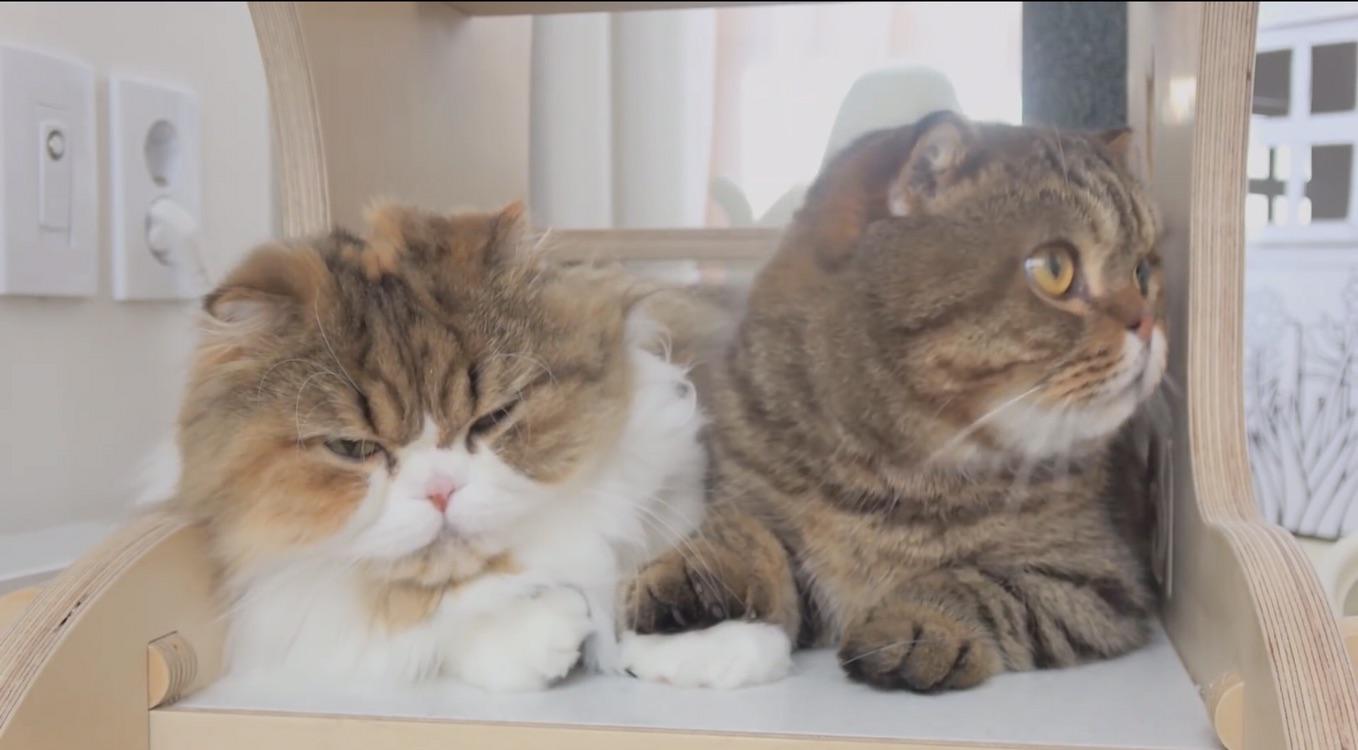 Lulu and Chuchu "holding hands"! ️🥺 | Scrolller