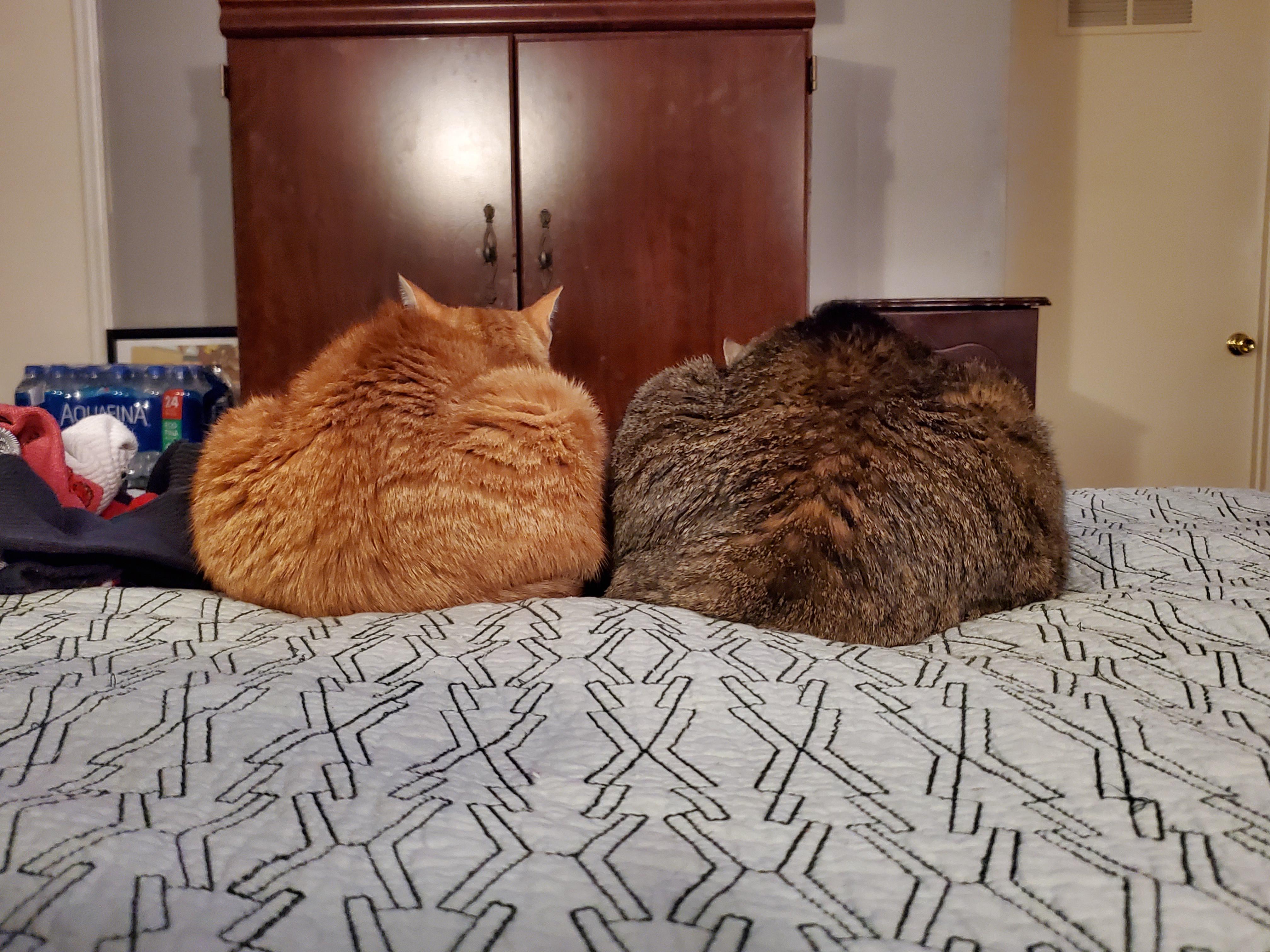 Luna & Sadie taking up way too much space | Scrolller