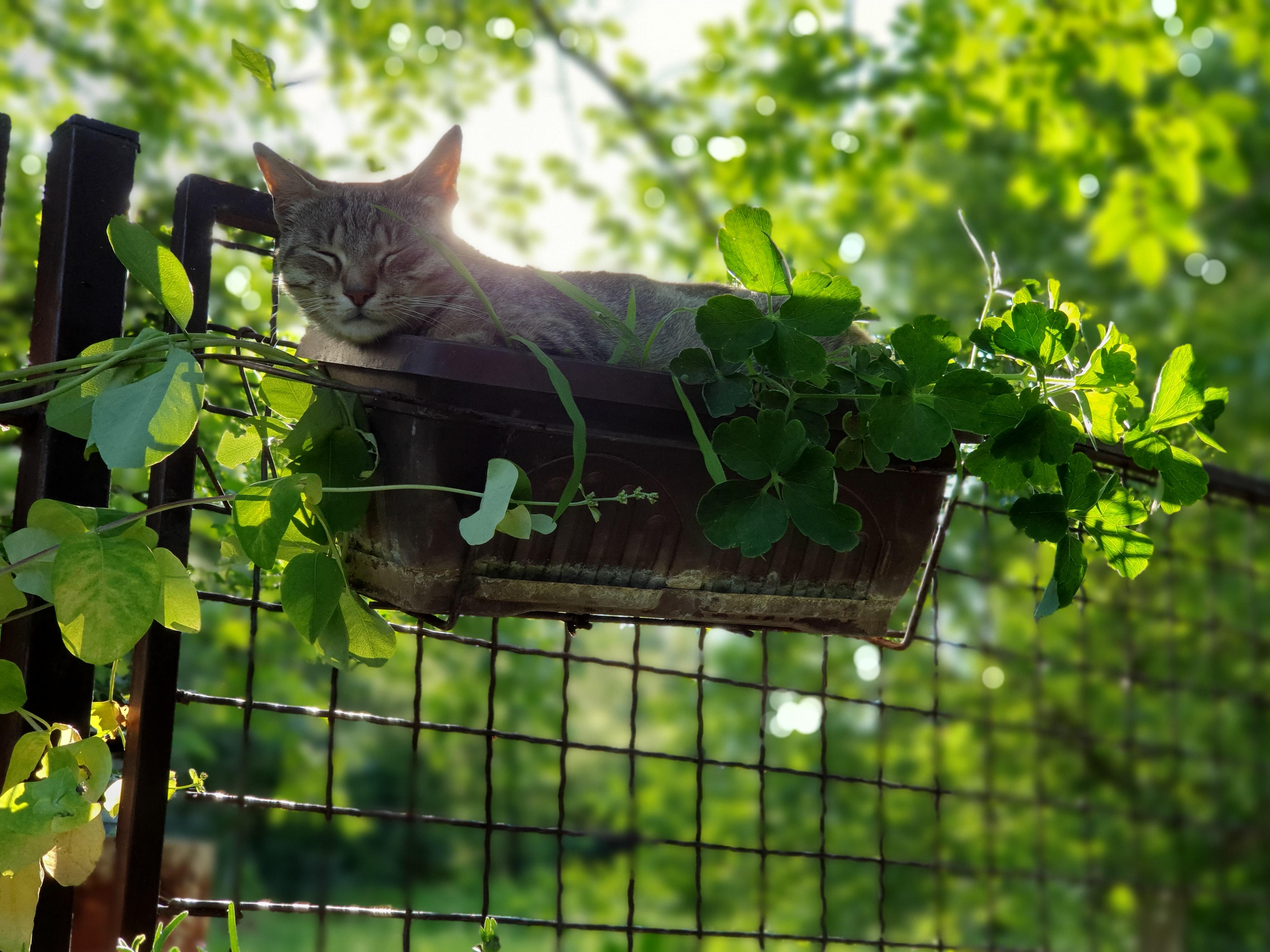 Luna enjoying some sunlight and greenery. | Scrolller
