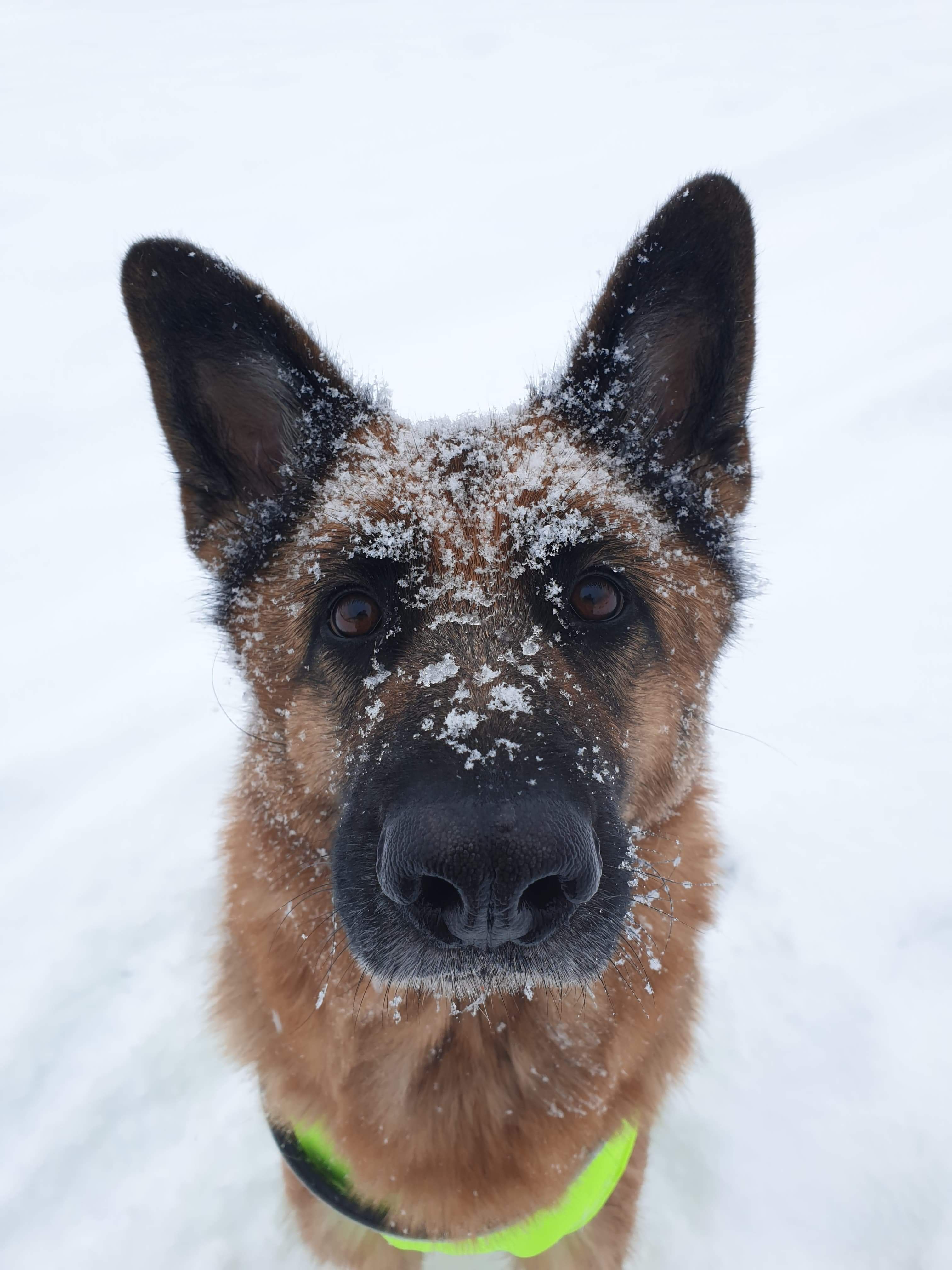 Luna enjoys the Norwegian winter snow | Scrolller