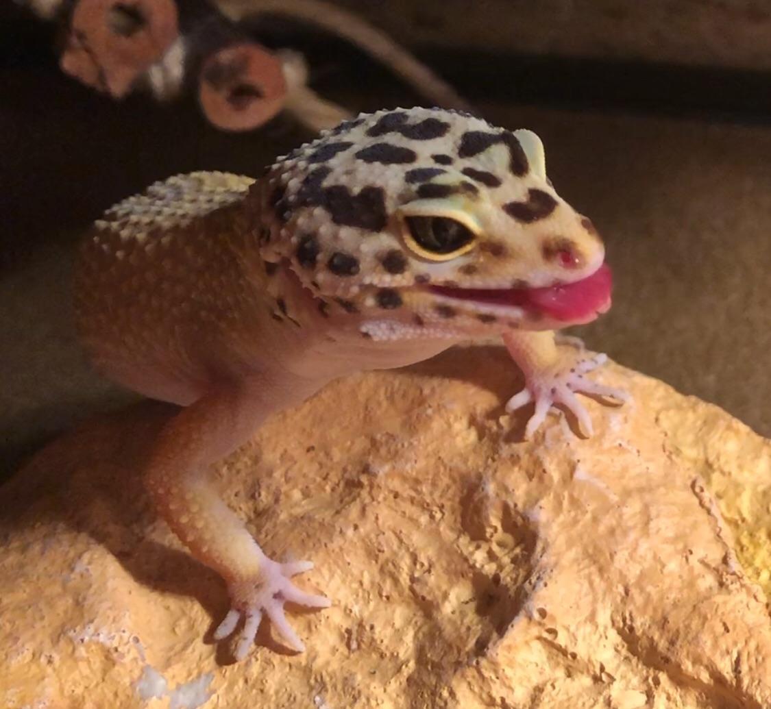 Luna makes a blup :p | Scrolller