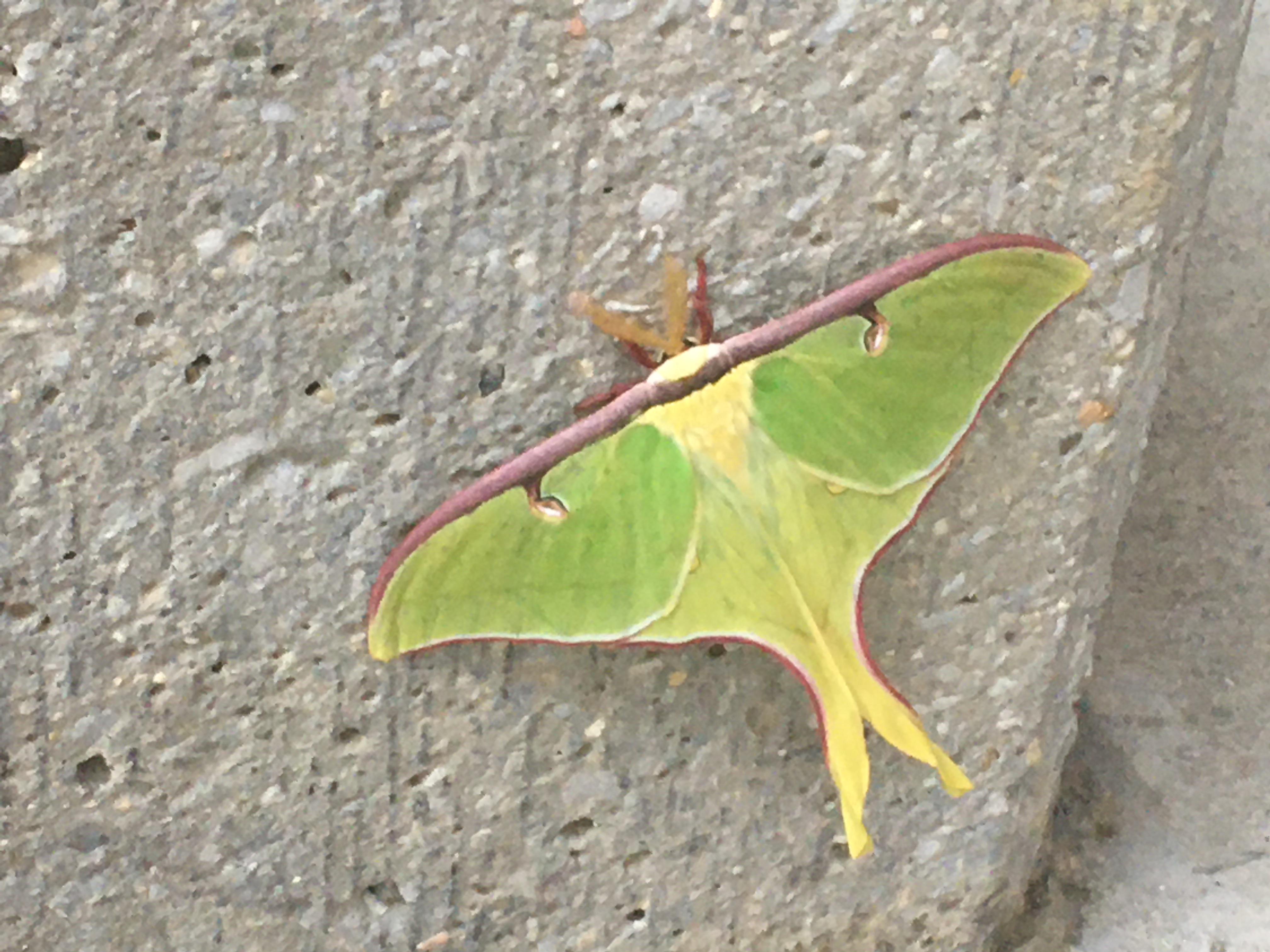 Luna moth on my campus | Scrolller