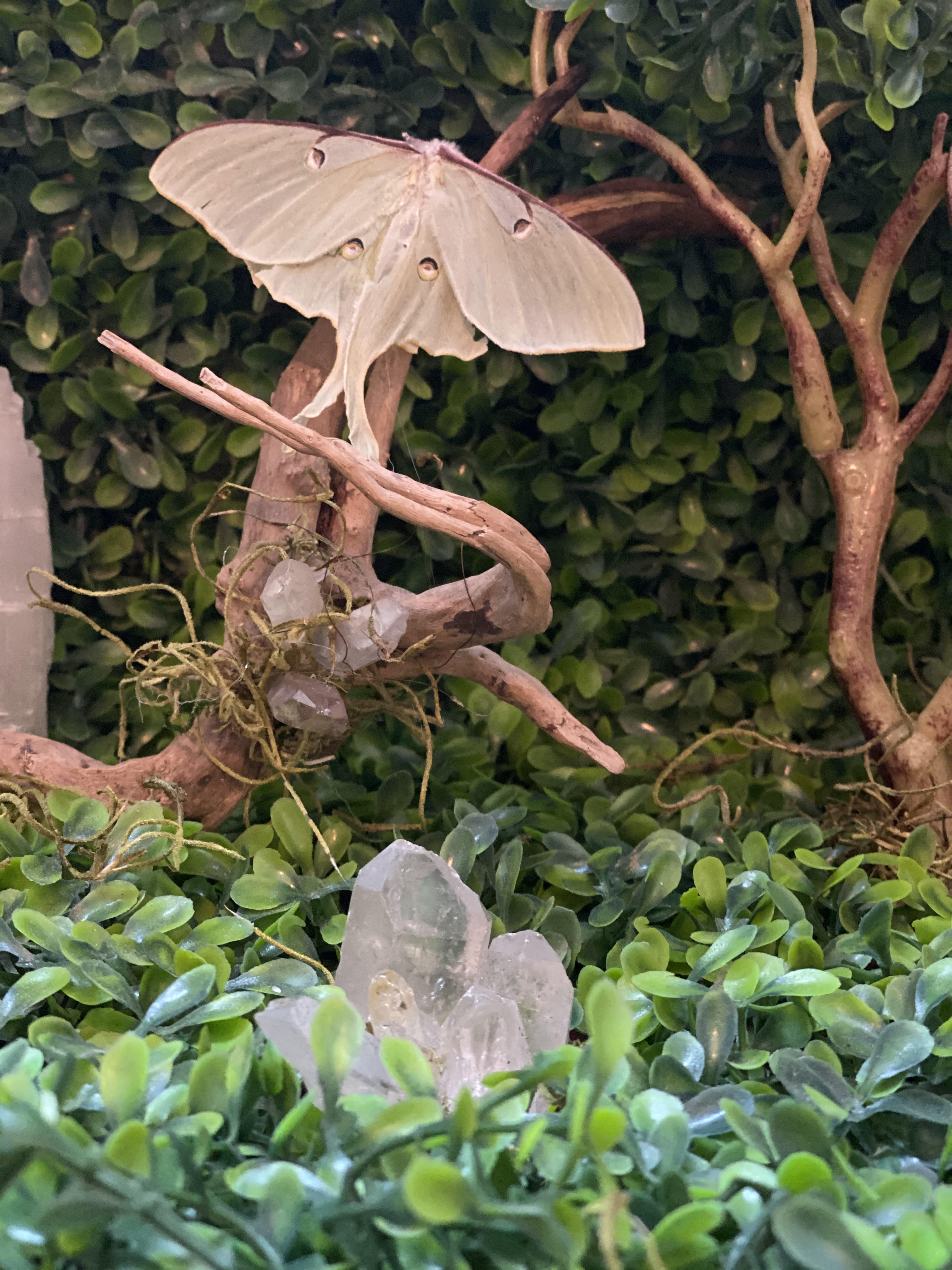 Luna moth with quartz crystal | Scrolller