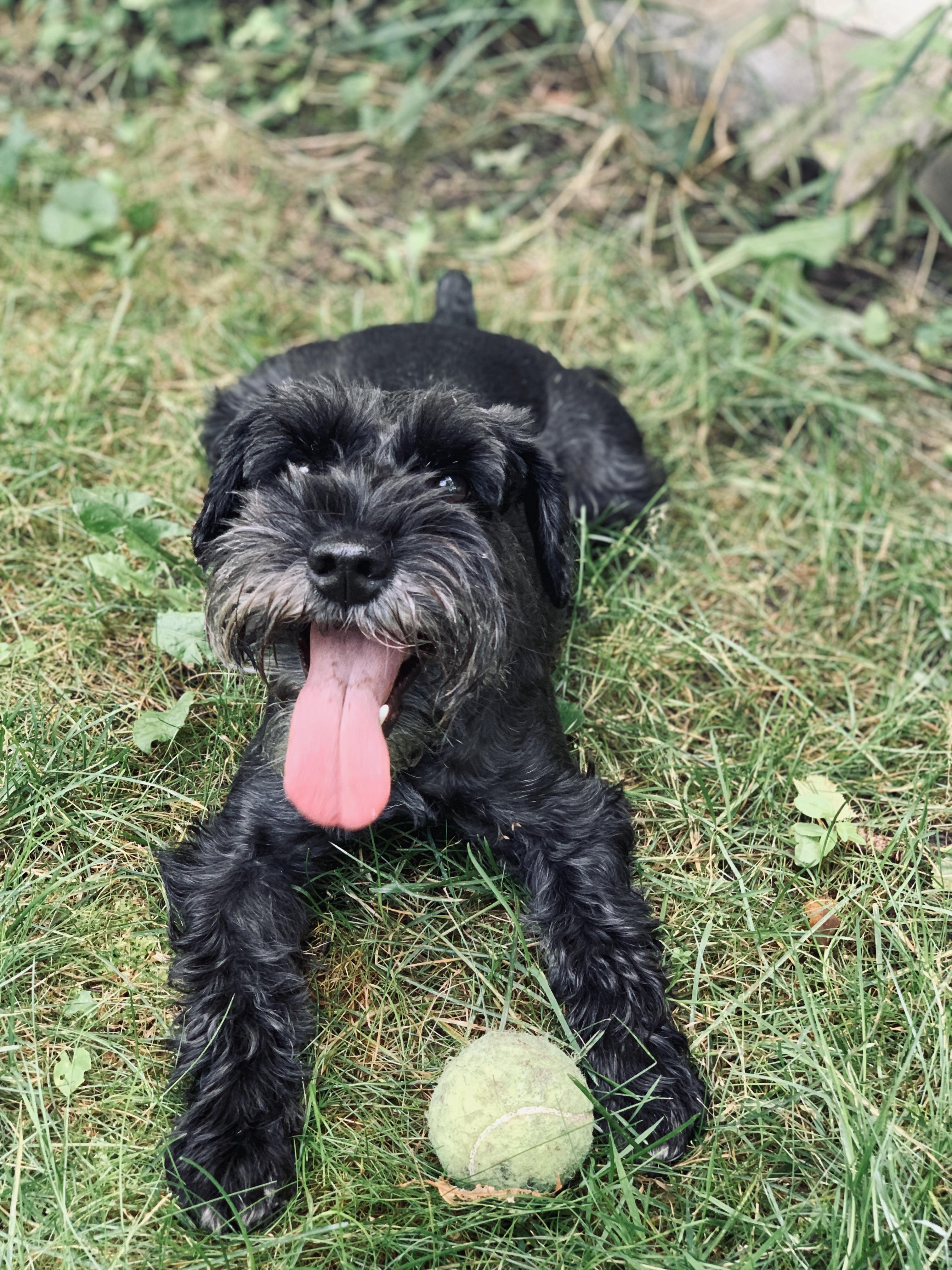 Luna tuna loves playing fetch | Scrolller