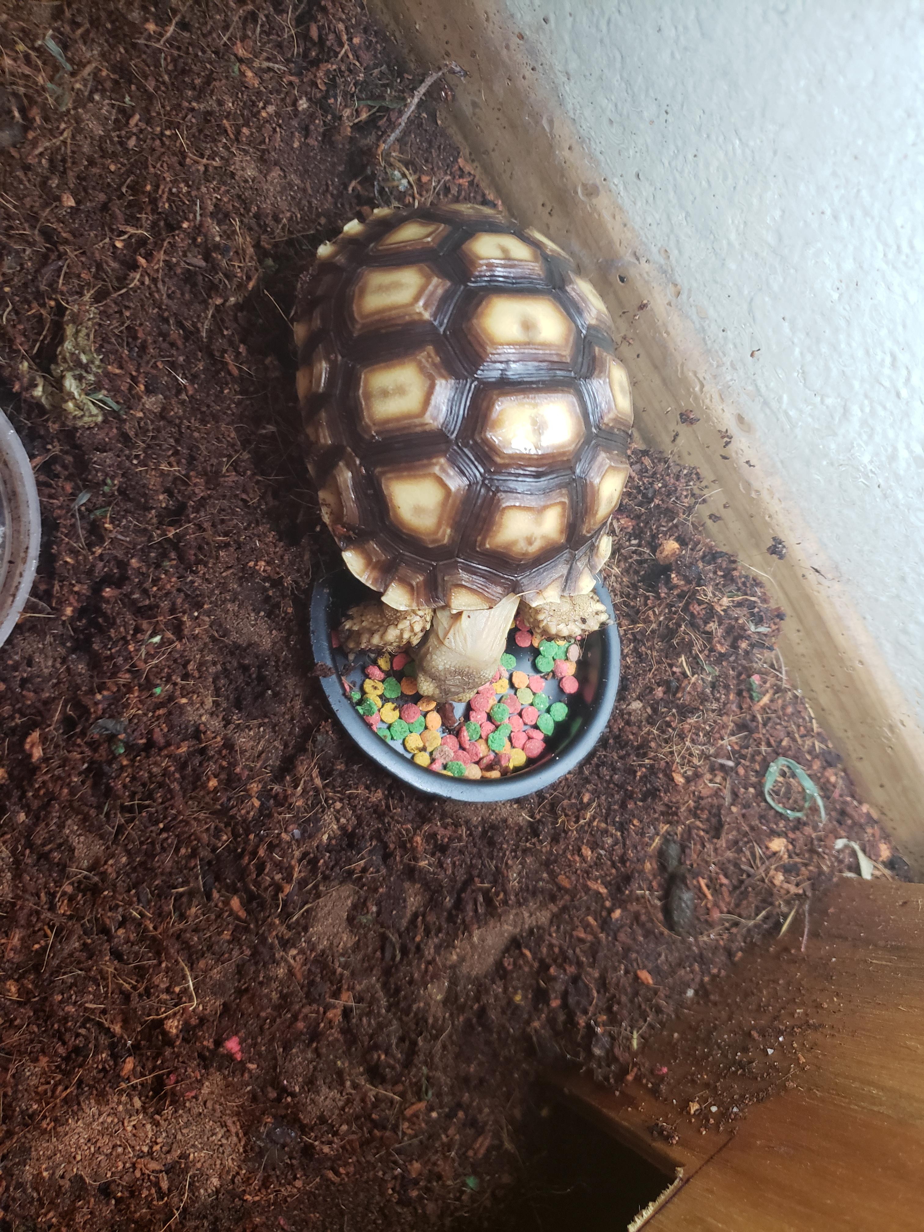 Lunch Break Scrolller